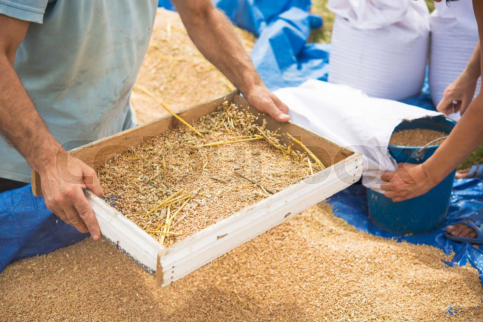 Farmers manually clean the harvested grain. | Stock image | Colourbox