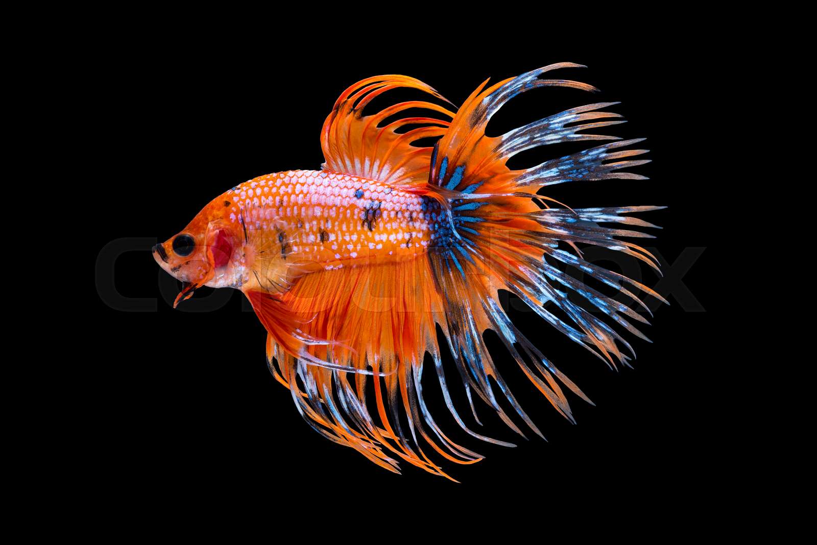Orange Betta Fish