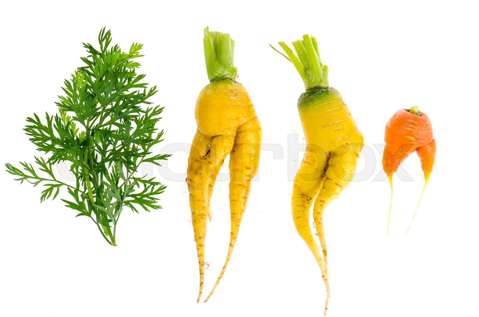 Ugly shaped vegetables, food. Deformed fresh organic carrots. Misshapen ...