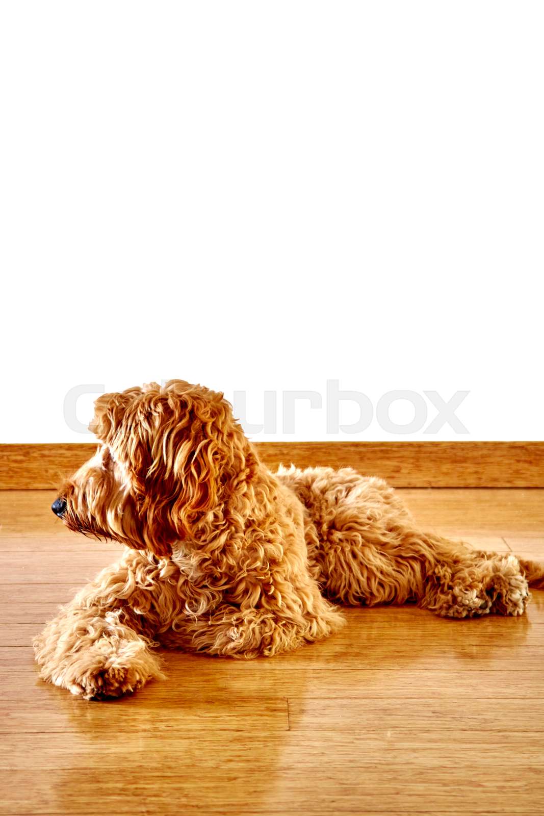 Spoodle Puppy | Stock image | Colourbox