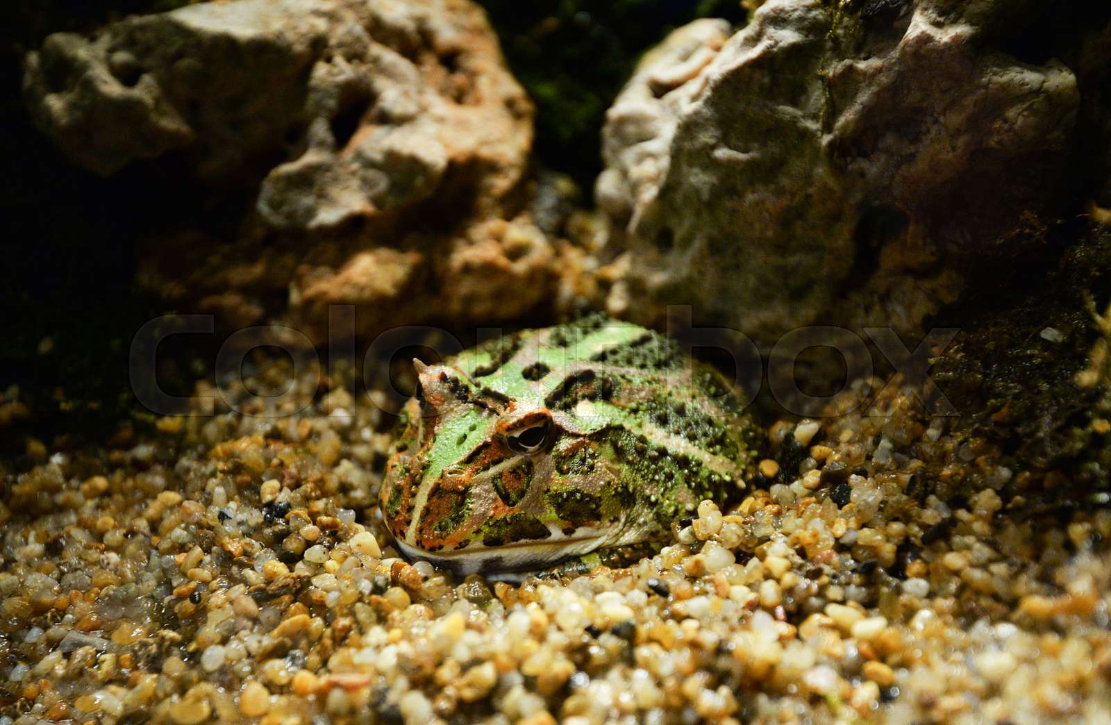 Green horned frog close up / The chachoan horned frog hide on rocks ...