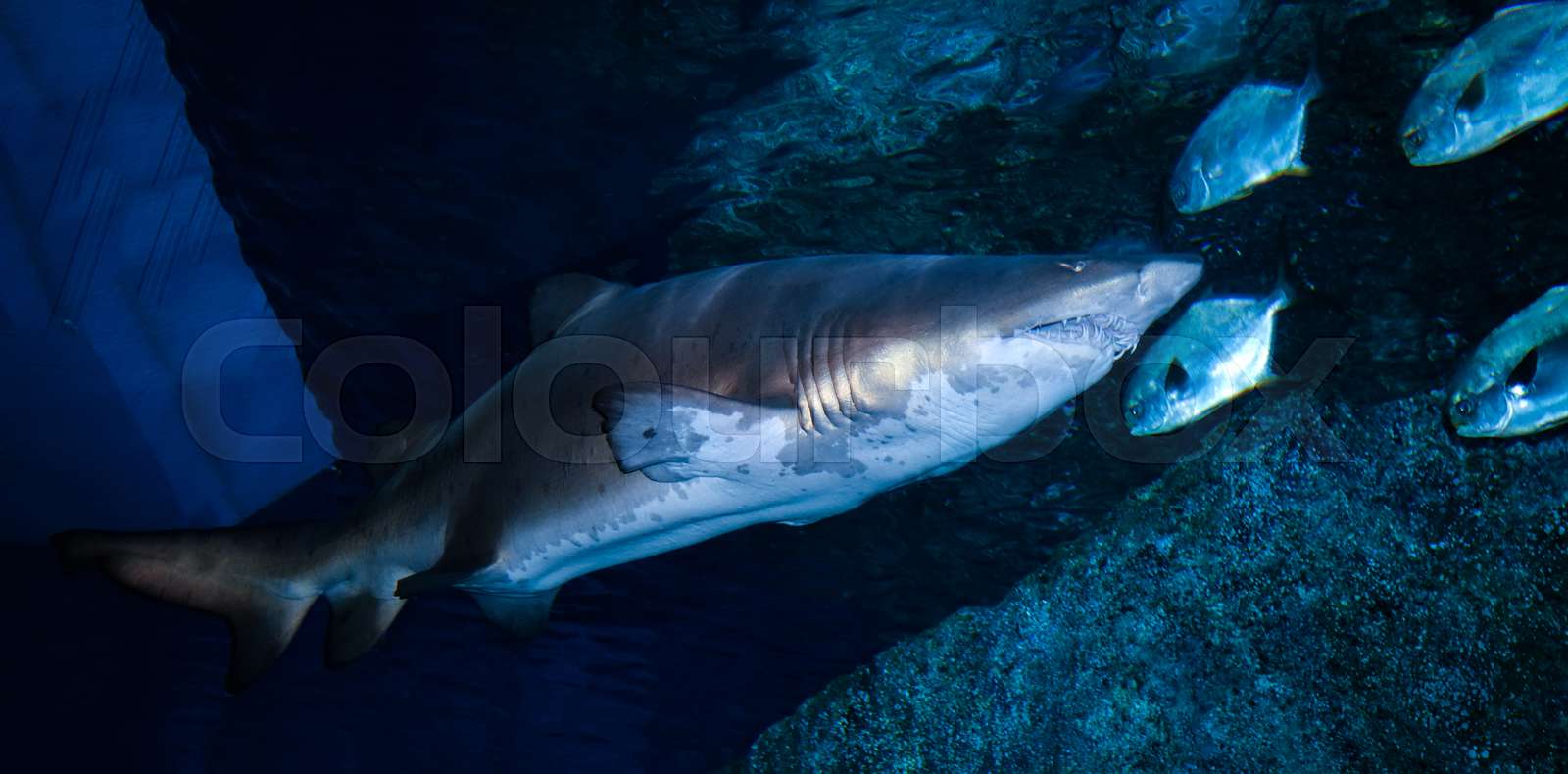 arge Ragged Tooth Shark or Sand Tiger Shark | Stock image | Colourbox