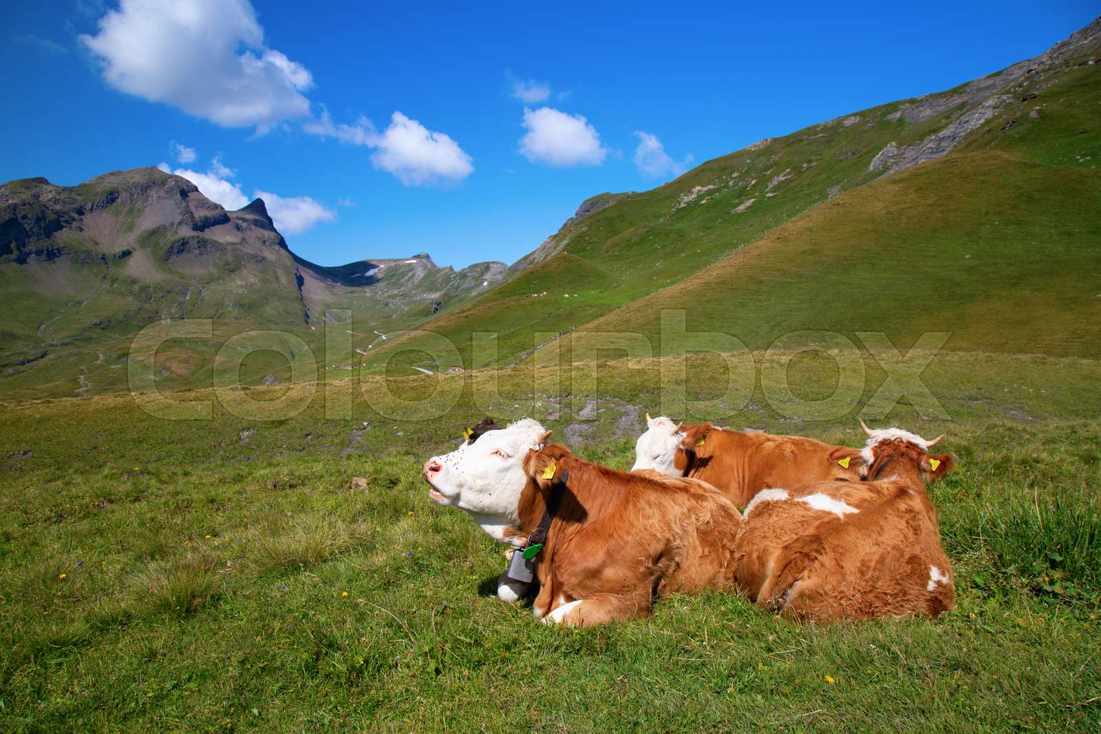 Swiss cow | Stock image | Colourbox