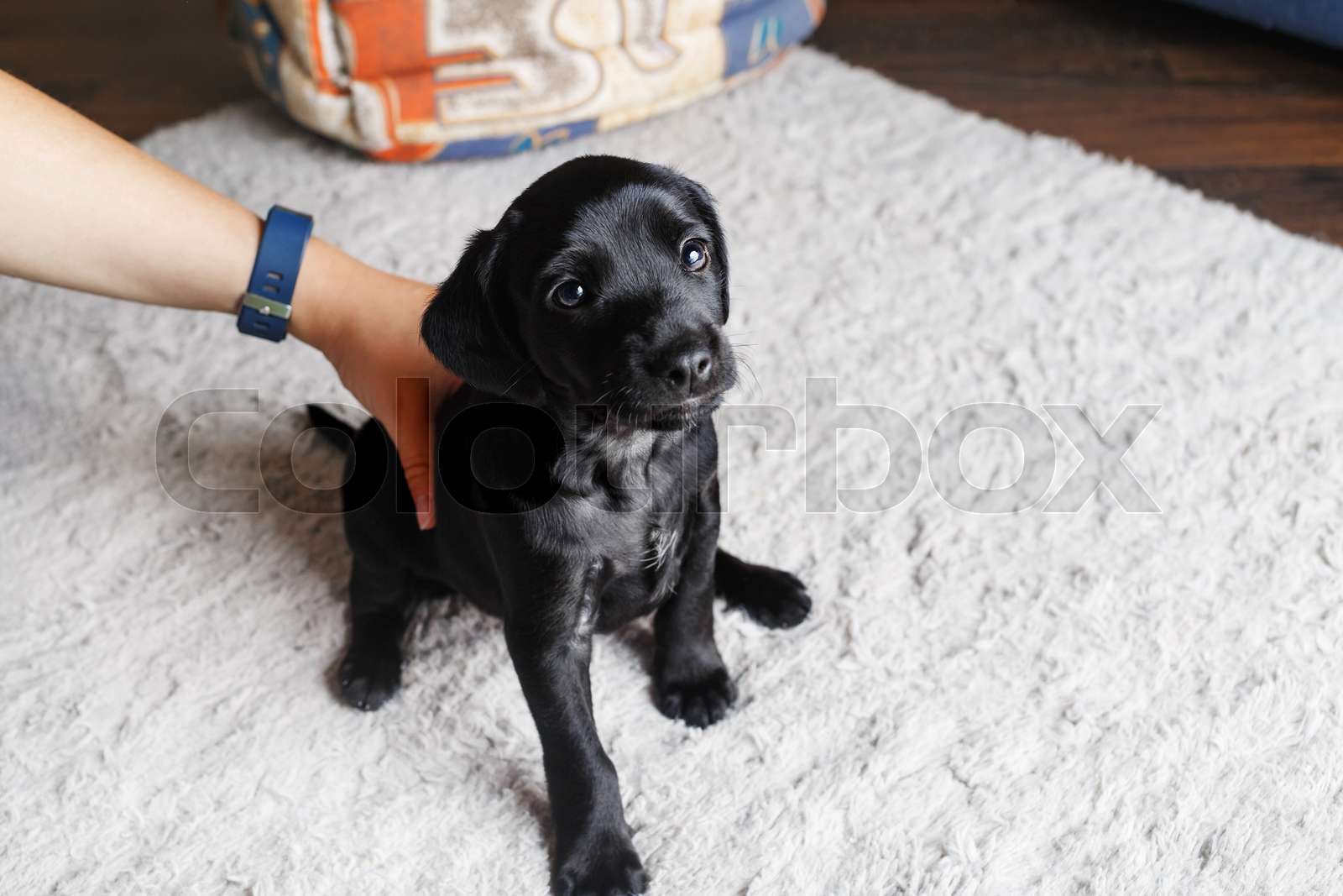 Little black dog | Stock image | Colourbox