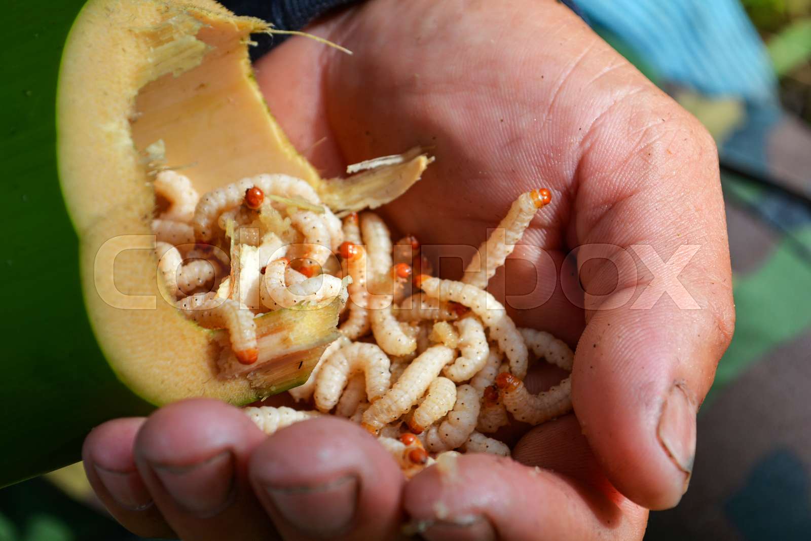 Worm bamboo / The worm liive in bamboo tube on hand from nature forest ...