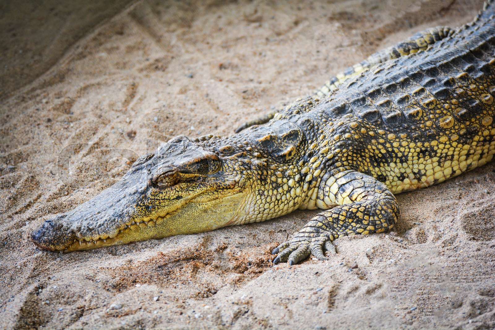Crocodile lying on Sand / Large freshwater crocodile in farm | Stock ...