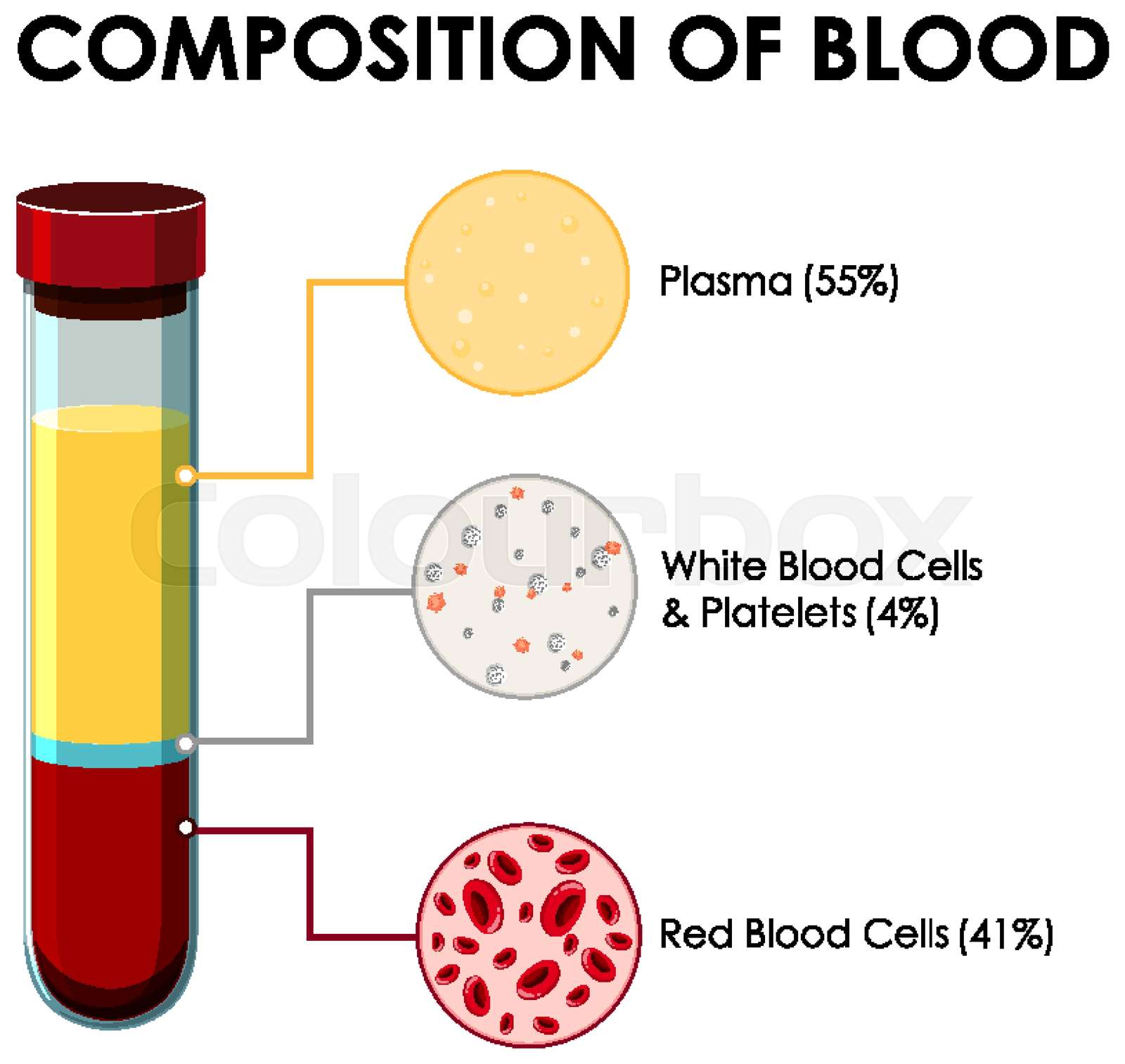 Diagram showing composition of blood | Stock vector | Colourbox