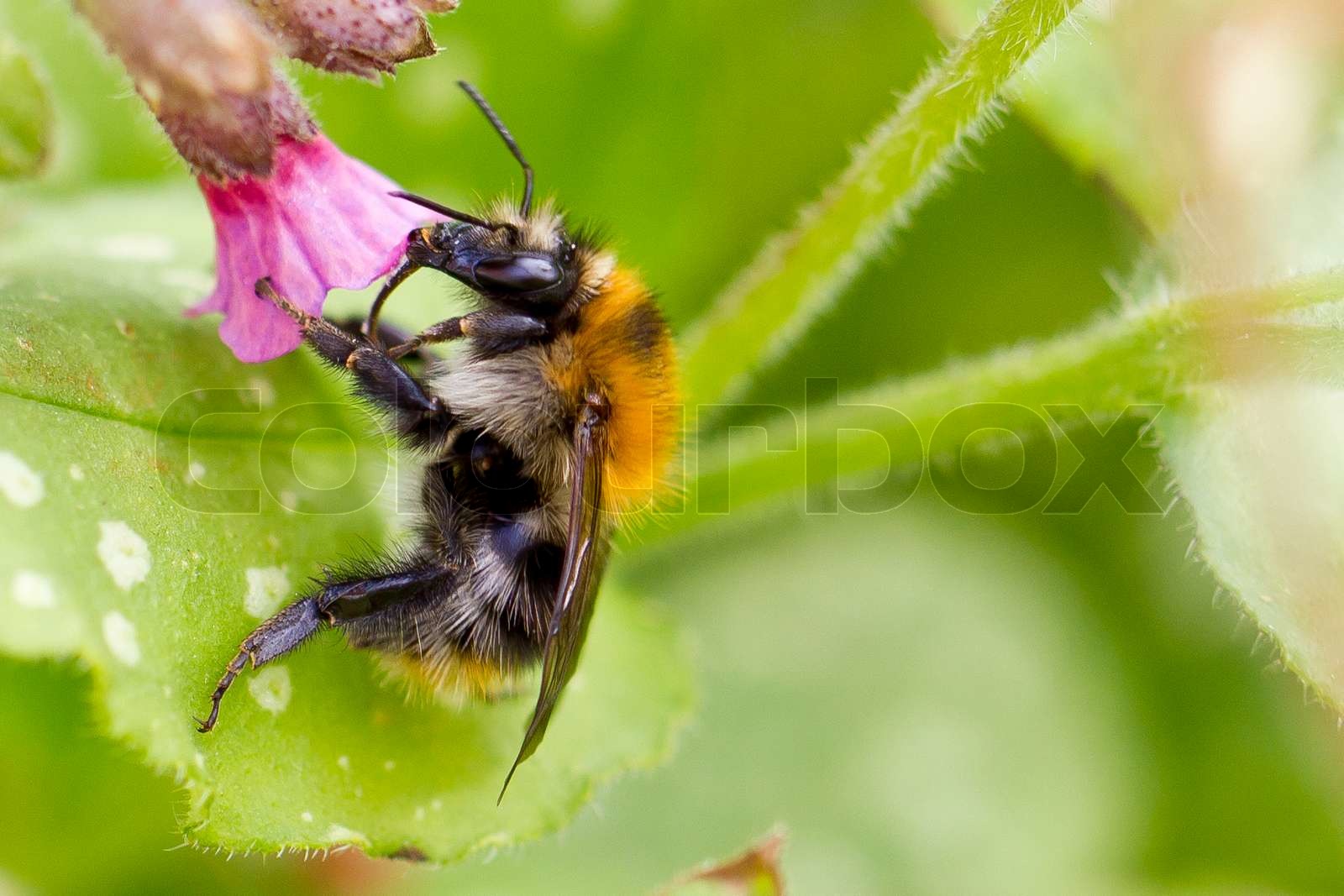 bumblebee, pollen, fur | Stock image | Colourbox