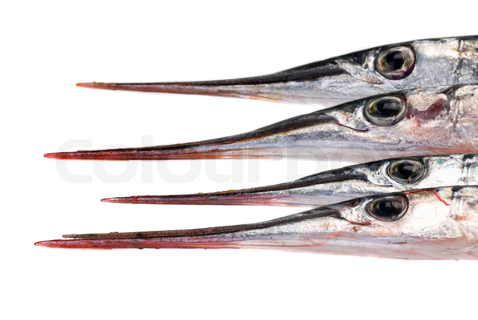 The Garfish Belone belone. Heads. | Stock image | Colourbox