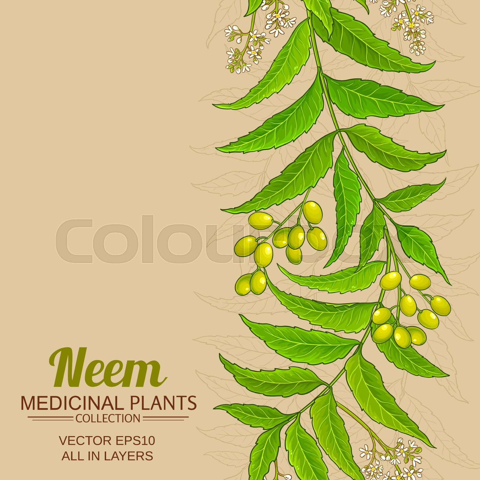 neem vector background | Stock vector | Colourbox