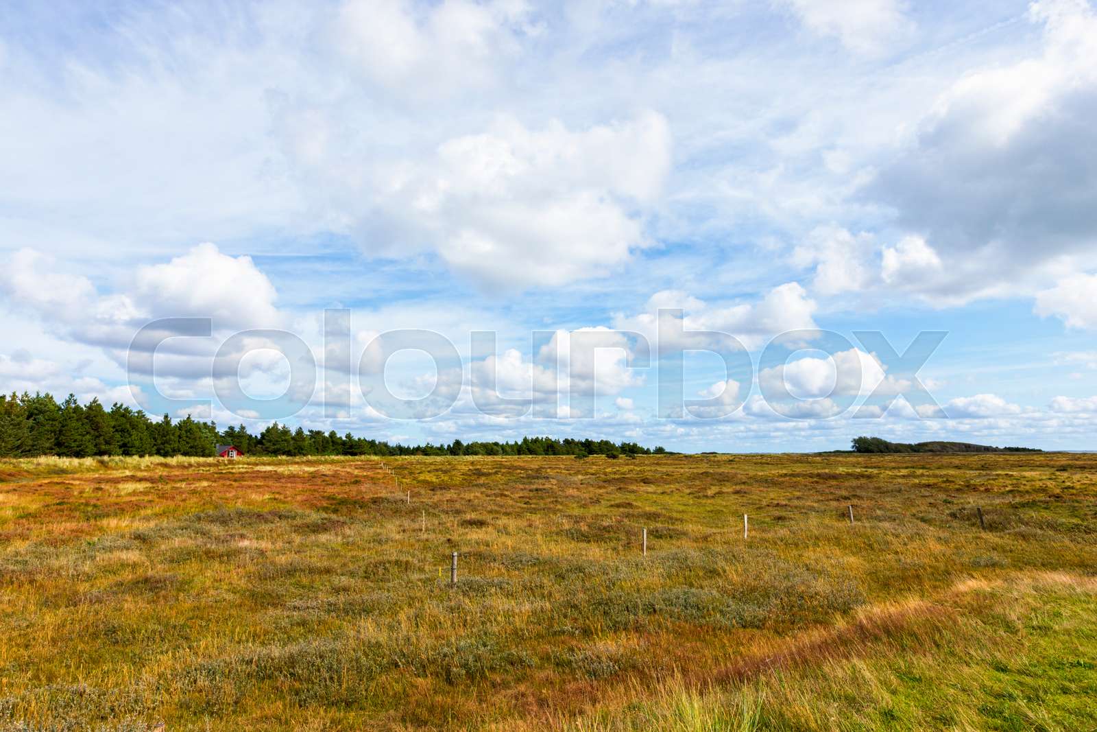 Heath landscape on the island of Rømø, Denmark | Stock image | Colourbox