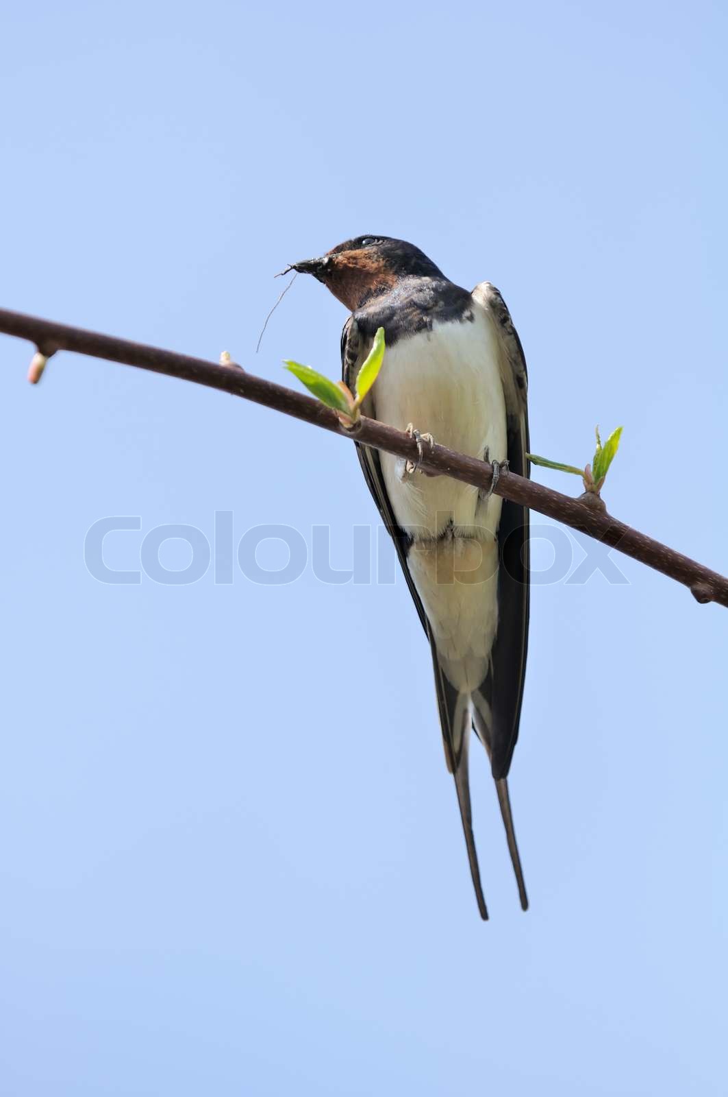 Swallow Sitting on Tree Branch | Stock image | Colourbox