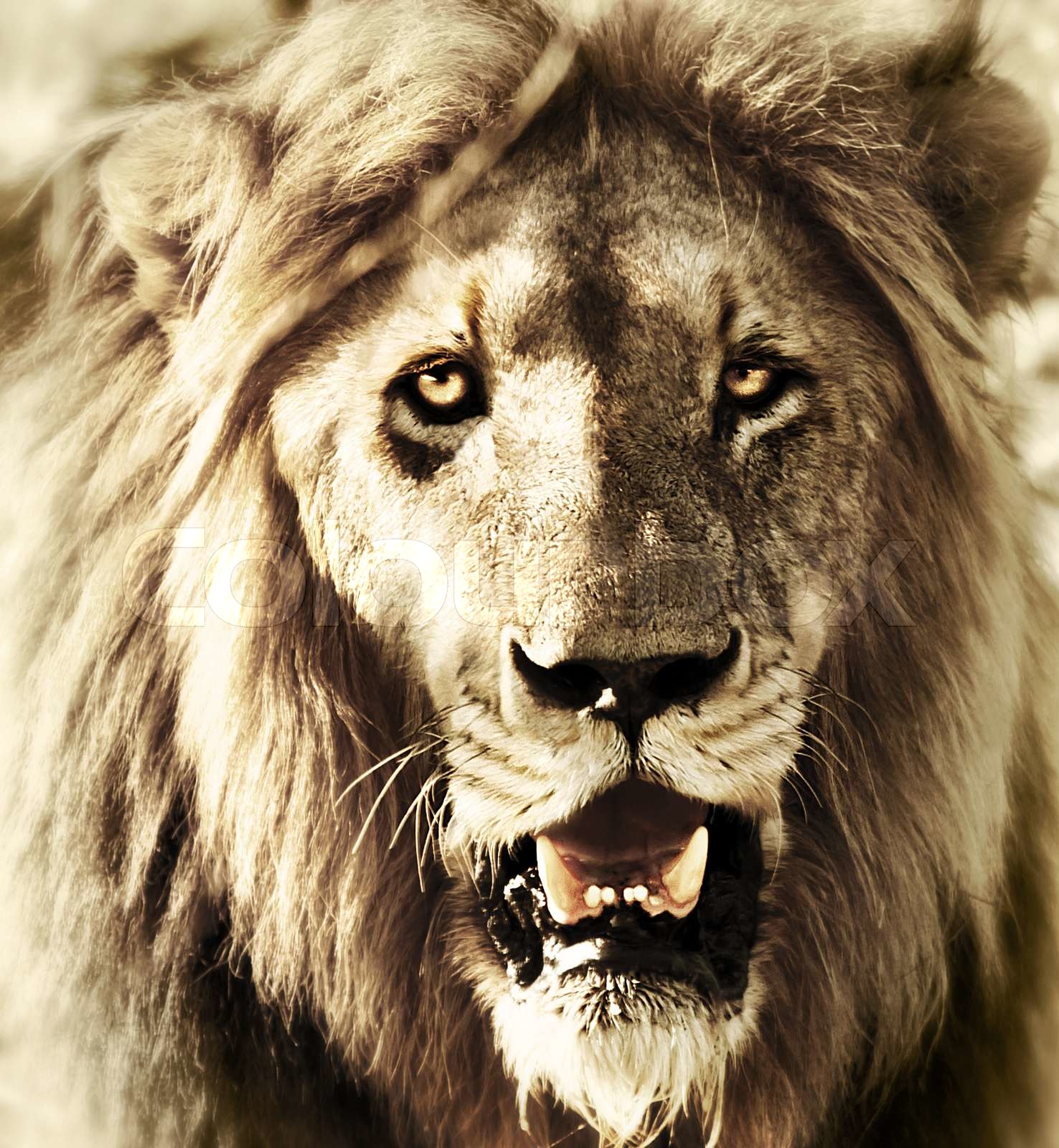 Löwen Kopf | Stock Bild | Colourbox