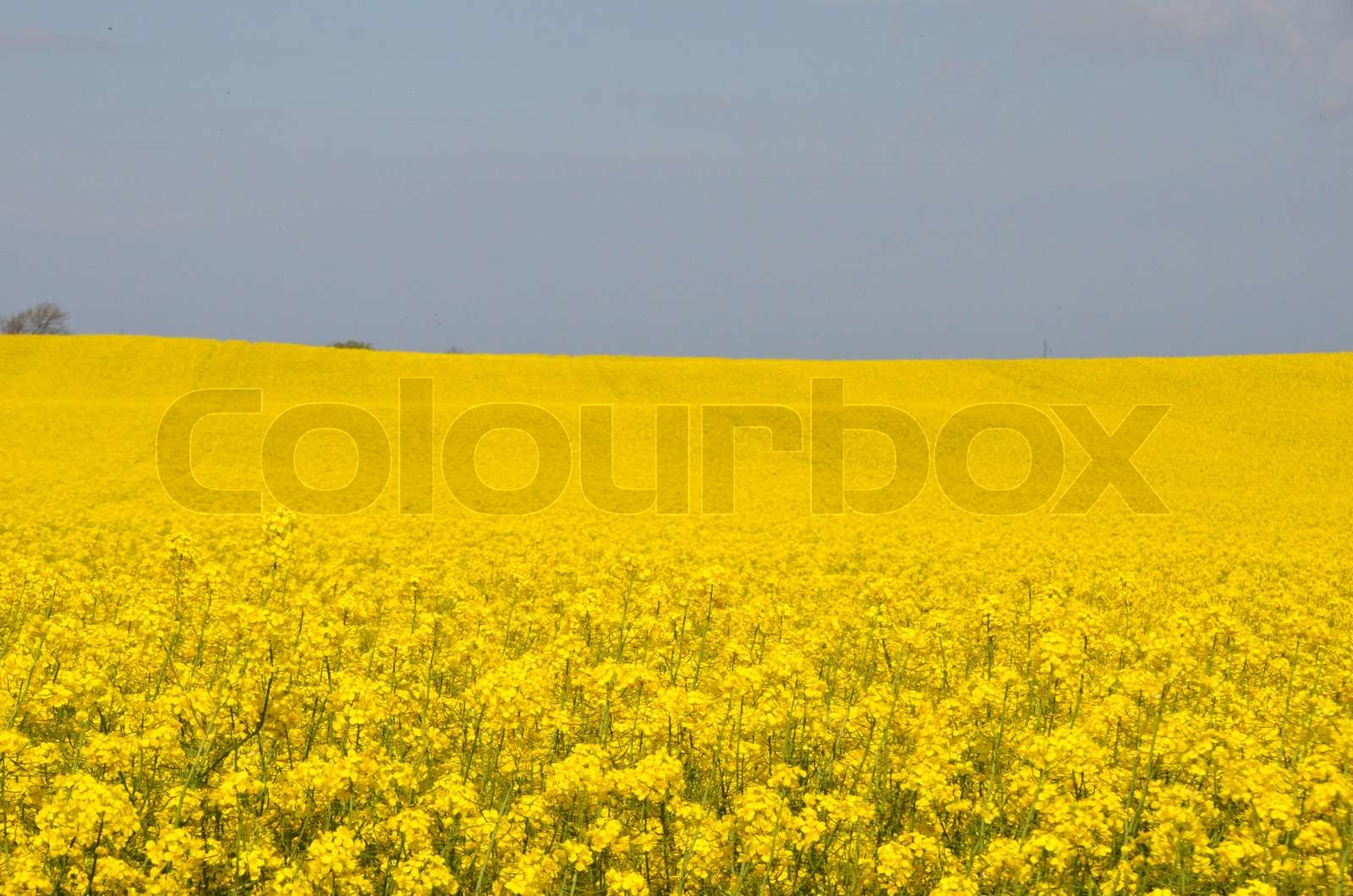 udsprunget gul rapsmark med gule blomster på mark i dansk natur og ...