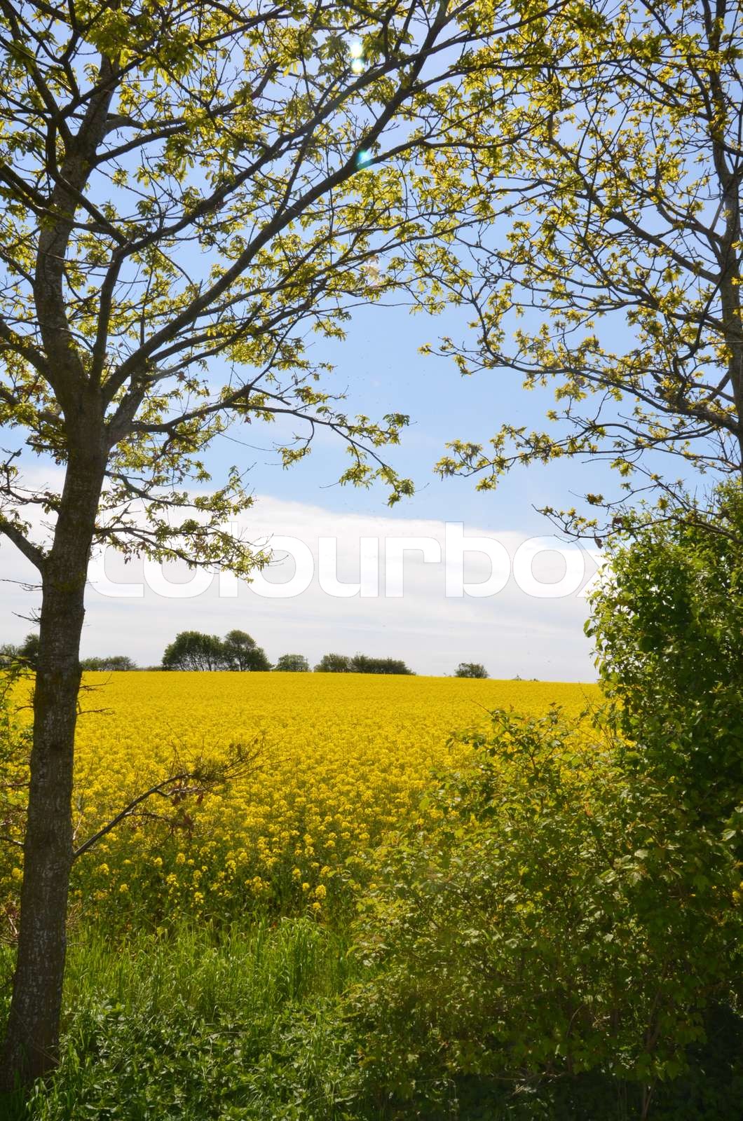 udsprunget gul rapsmark med gule blomster på mark i dansk natur og ...