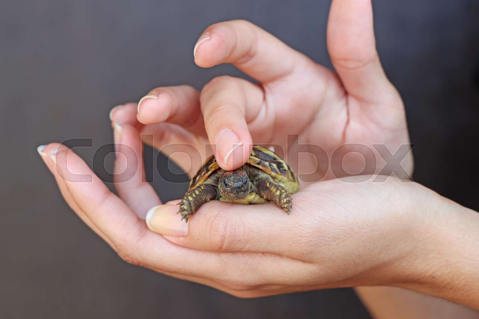 Young girl is holding a turtle | Stock image | Colourbox