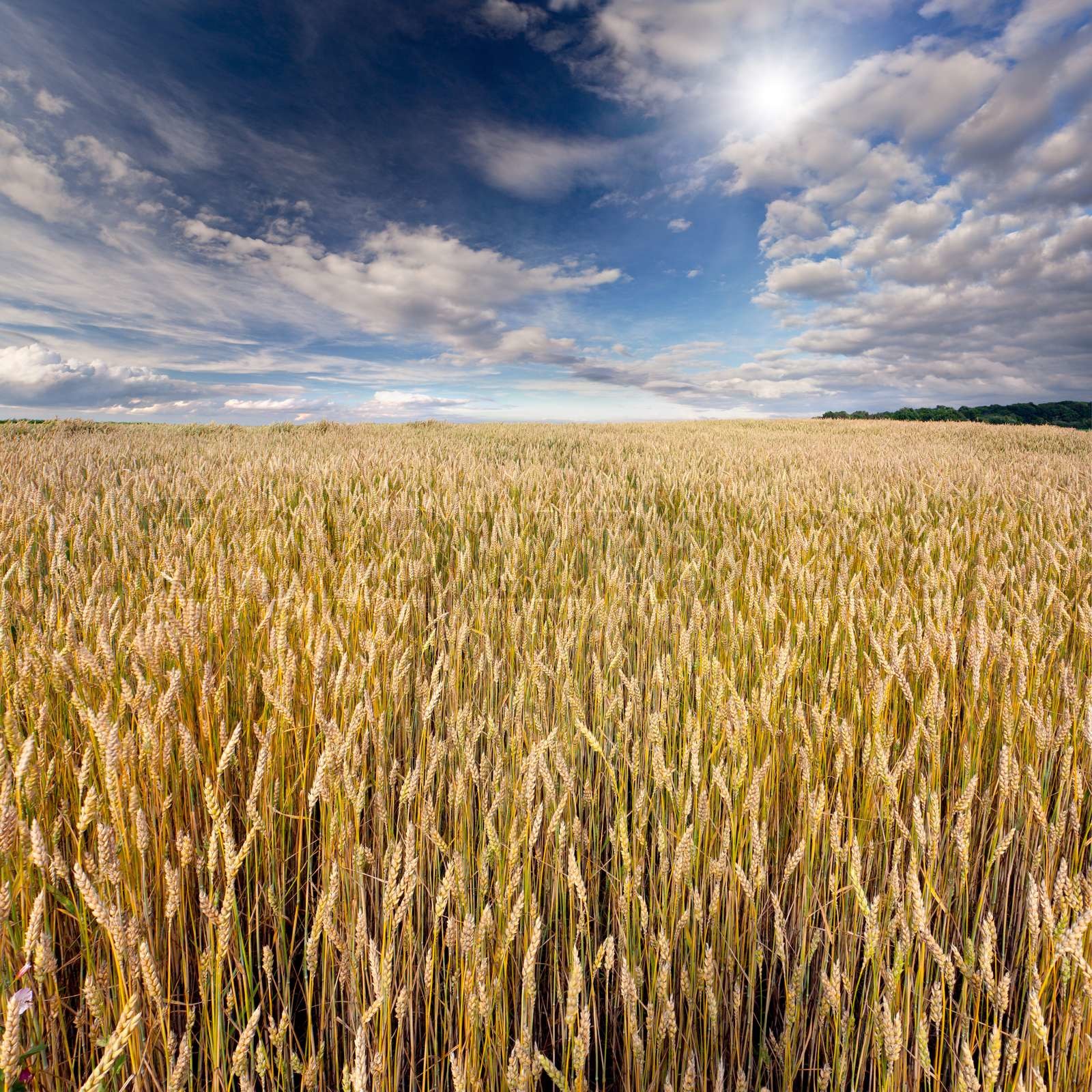 Weizenfeld bei Sommer | Stock Bild | Colourbox