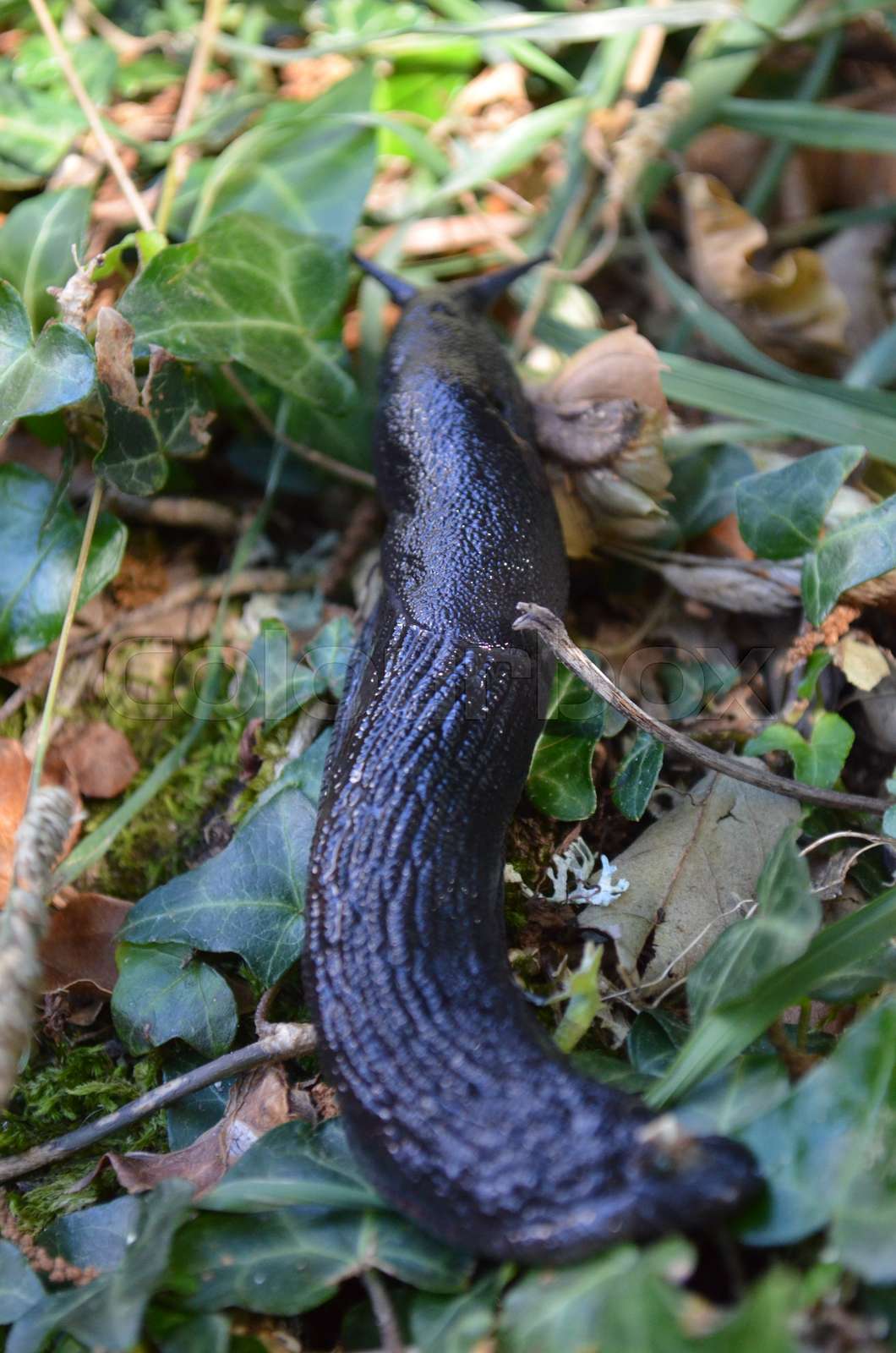 Black slug on a leafy surface | Stock image | Colourbox