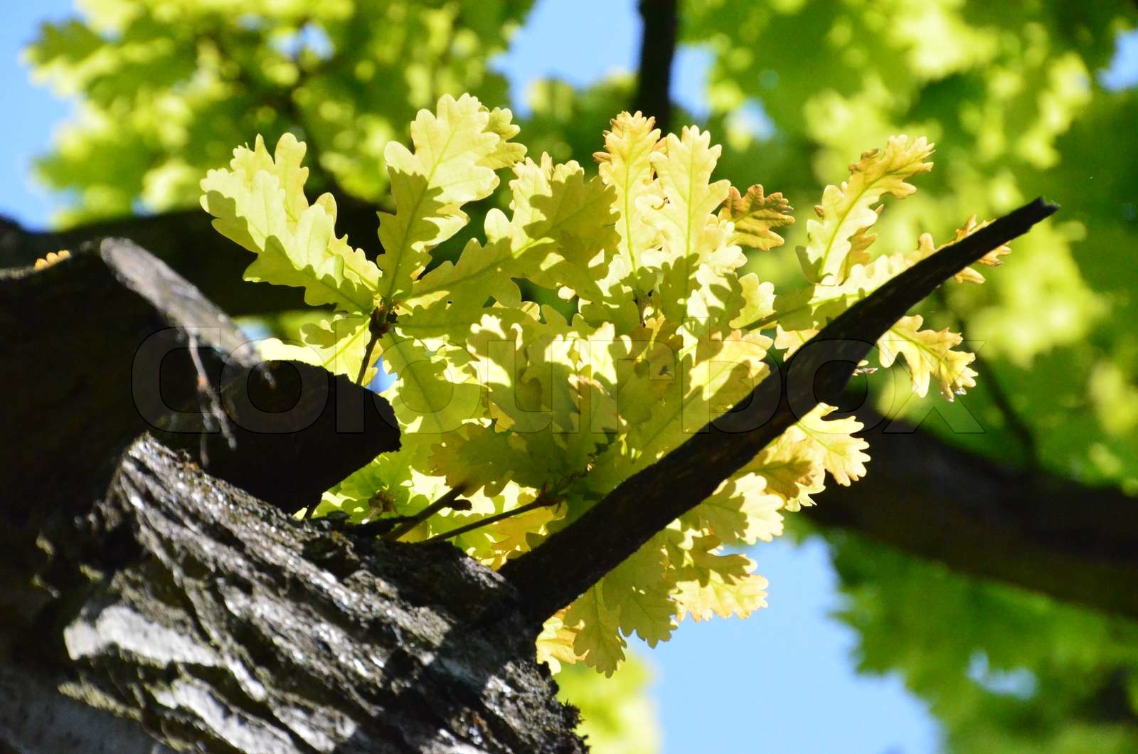 odense, forest, natur | Stock image | Colourbox