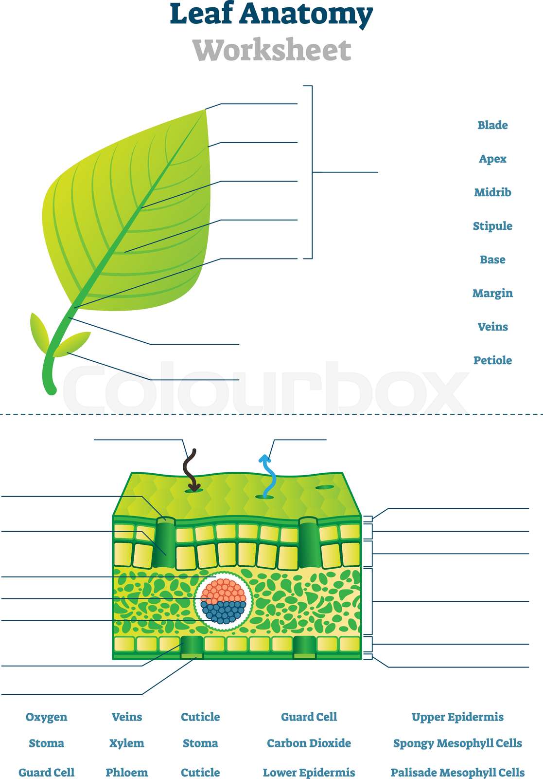 Leaf Anatomy Worksheet Vector Illustration Labeled Blank Biology leaf-anatomy-worksheet-vector-illustration-labeled-blank-biology