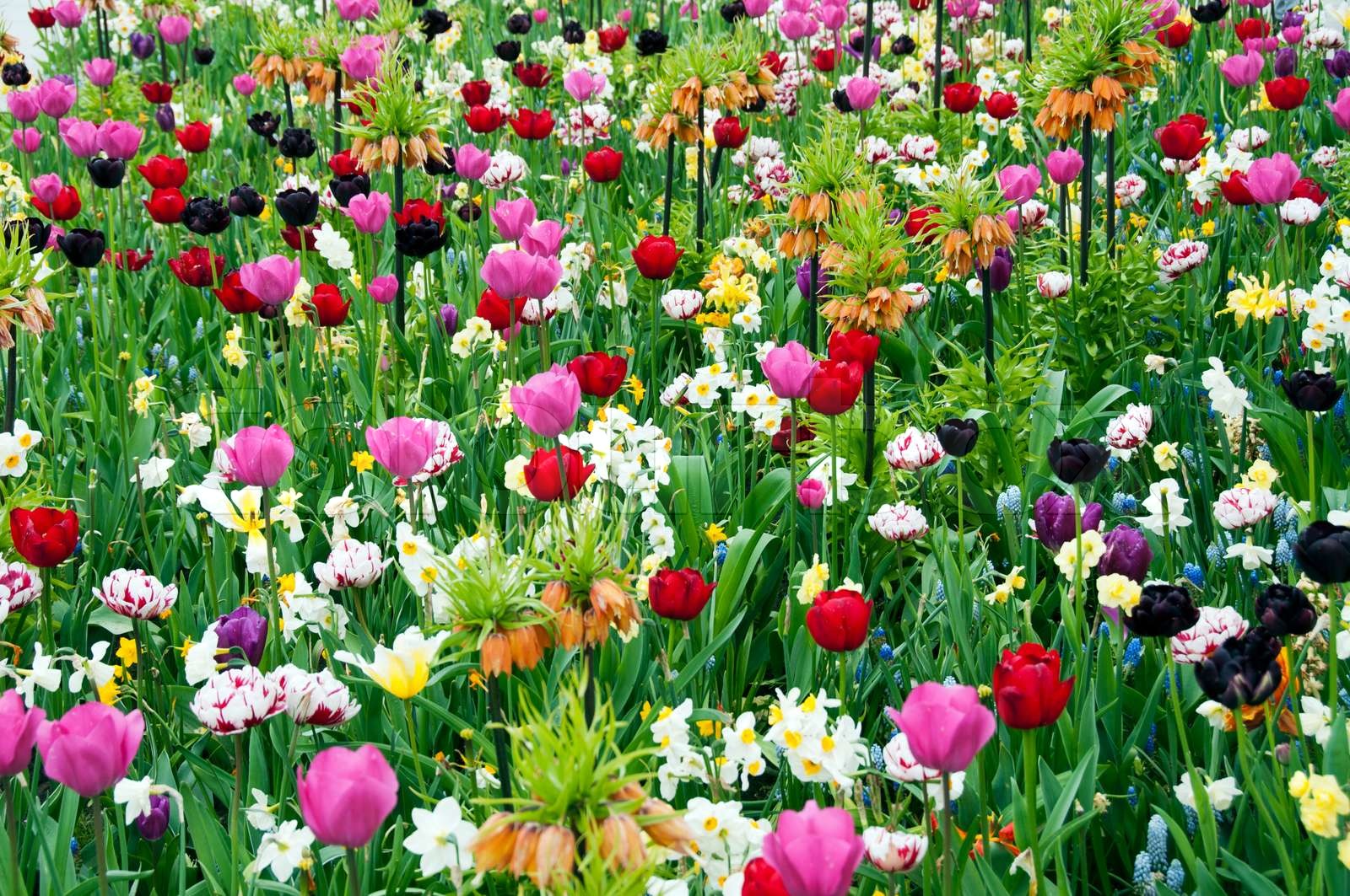 Wildblumen im Garten als Hintergrund | Stock Bild | Colourbox