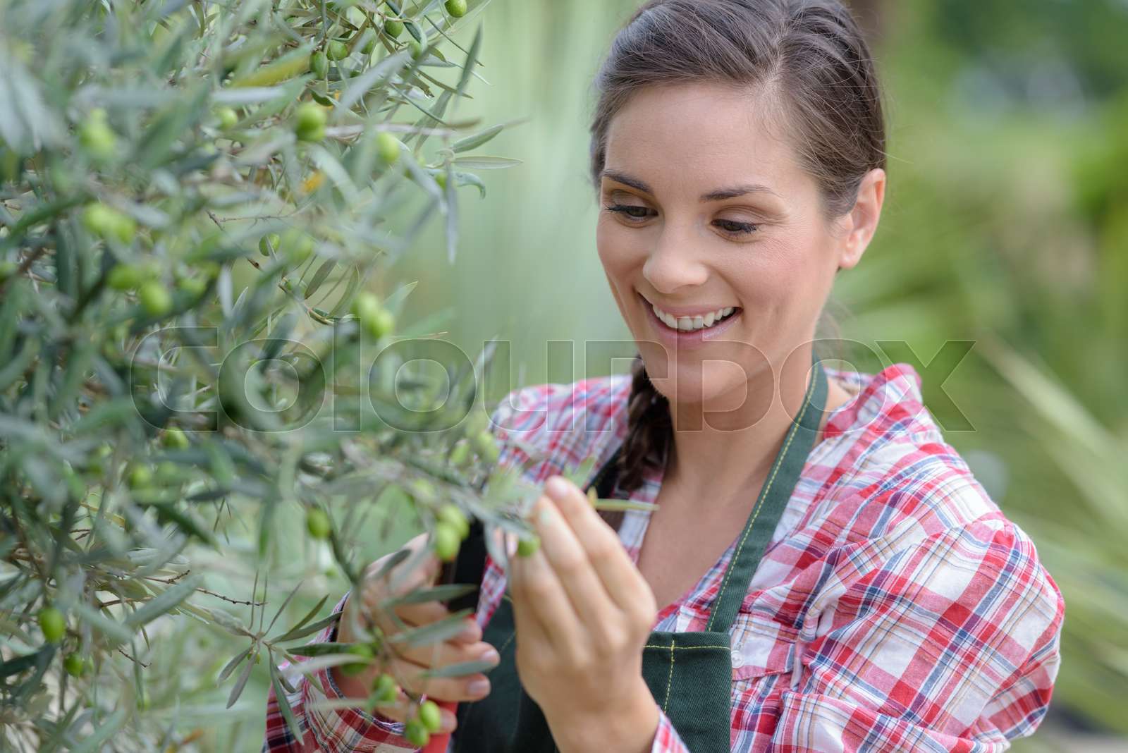 beautiful woman pruning an olive tree | Stock image | Colourbox