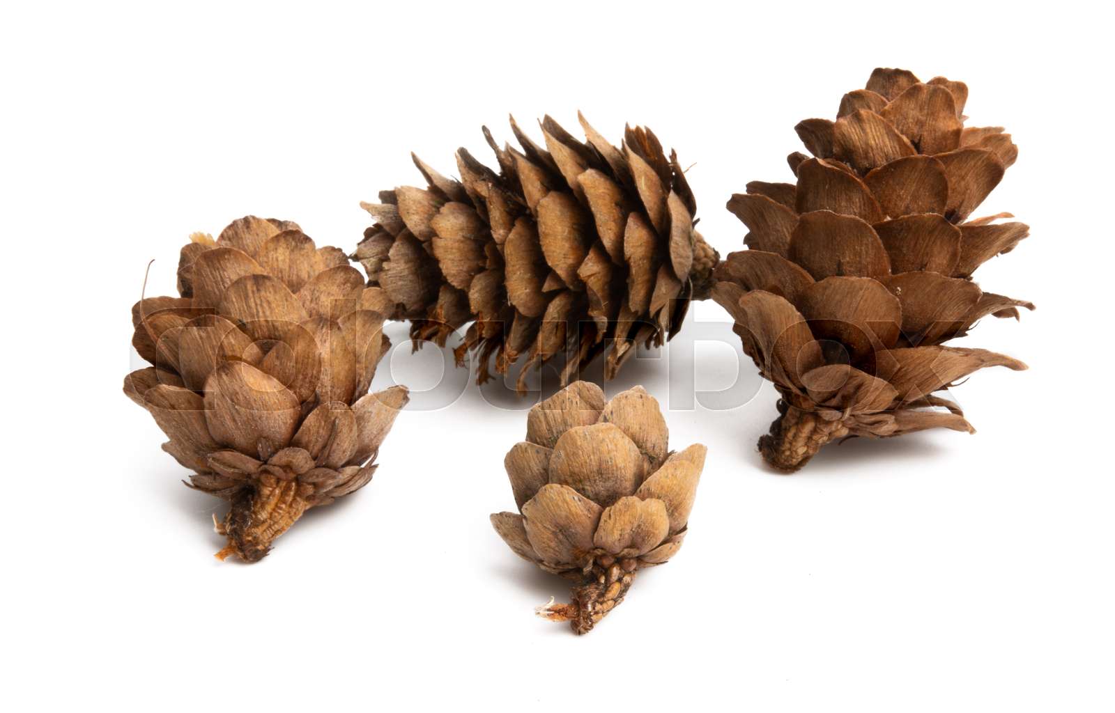 dry cones isolated | Stock image | Colourbox