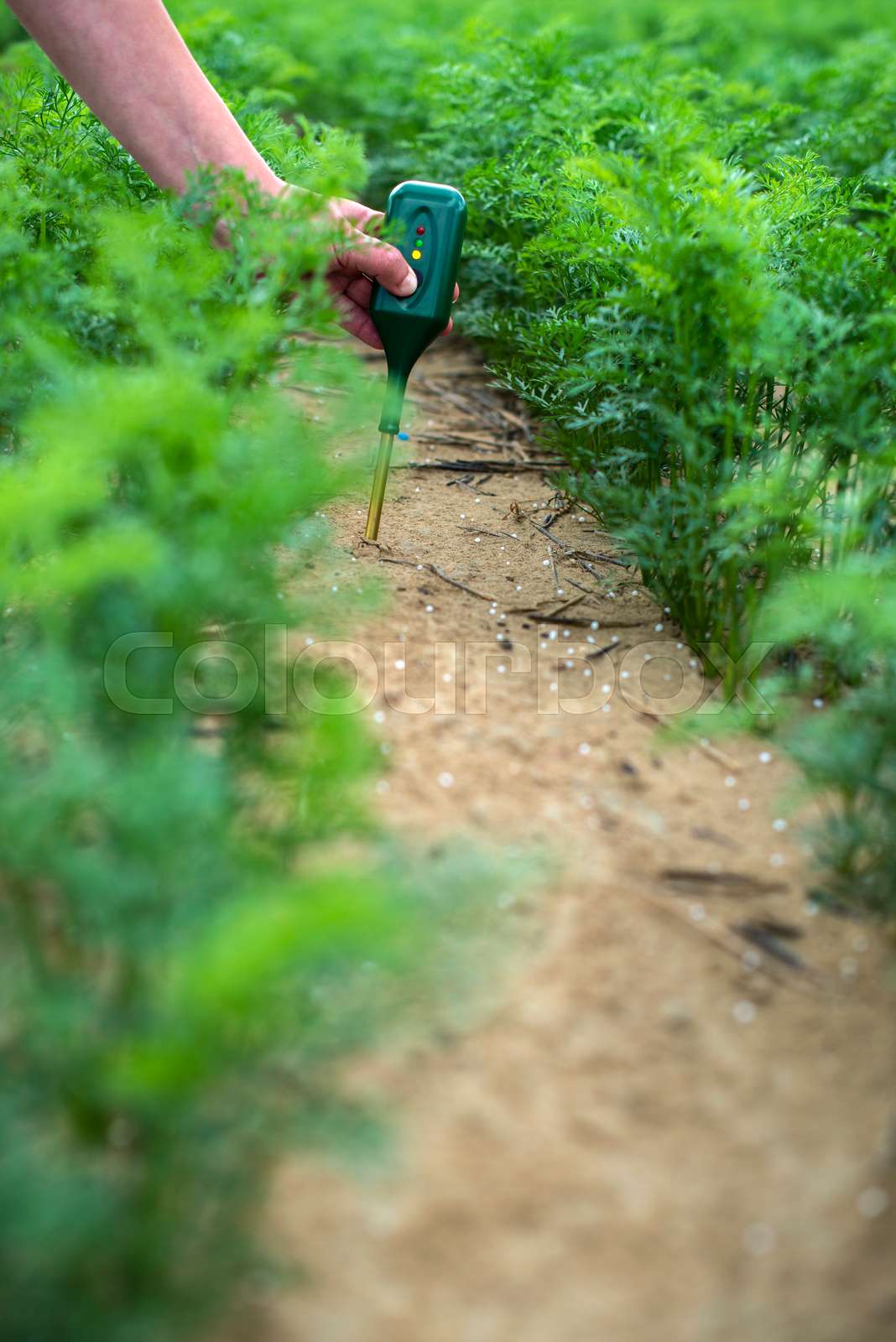 Measure soil with digital device. Green plants and woman farmer measure ...