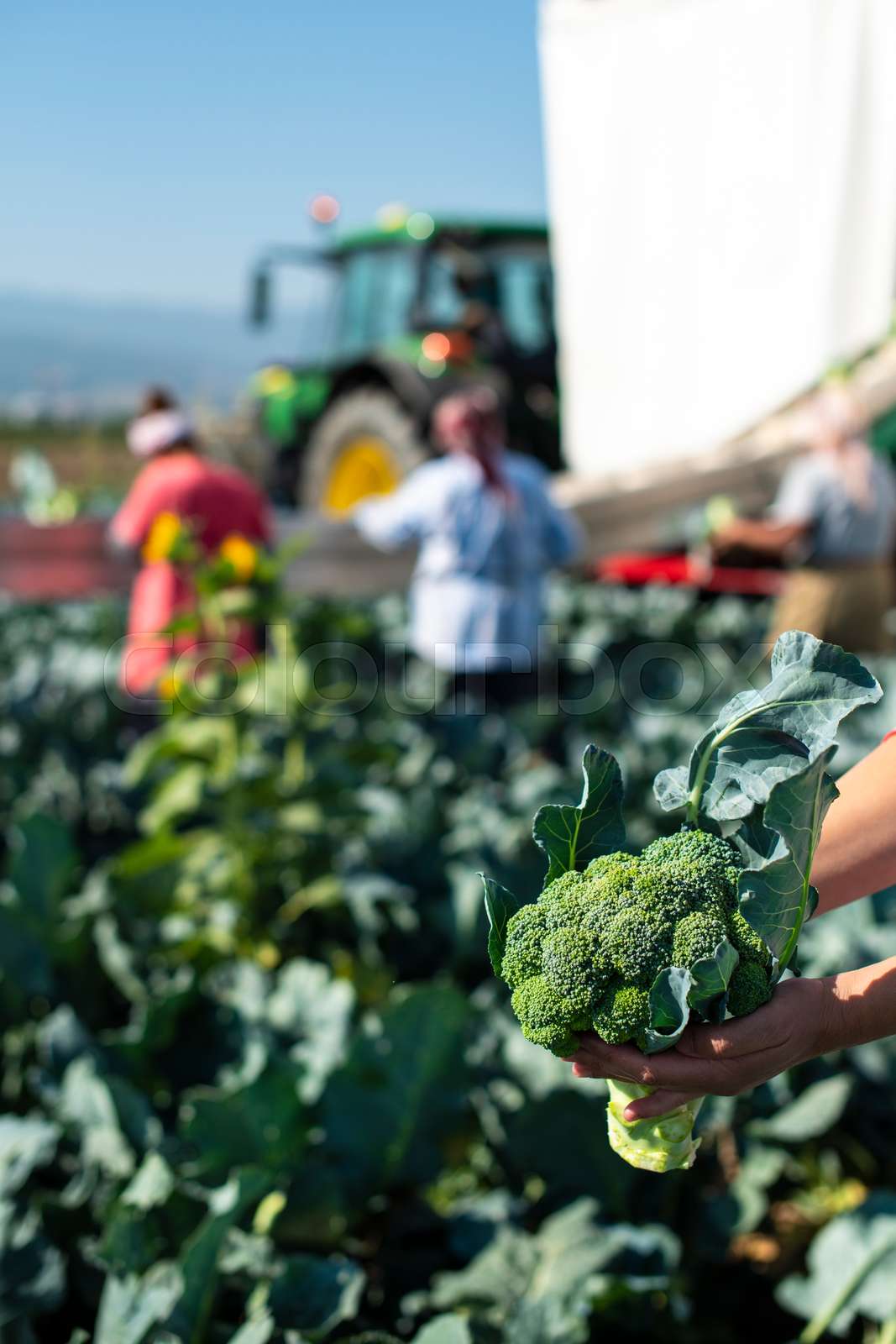 Worker shows broccoli on plantation. Picking broccoli. Tractor and ...