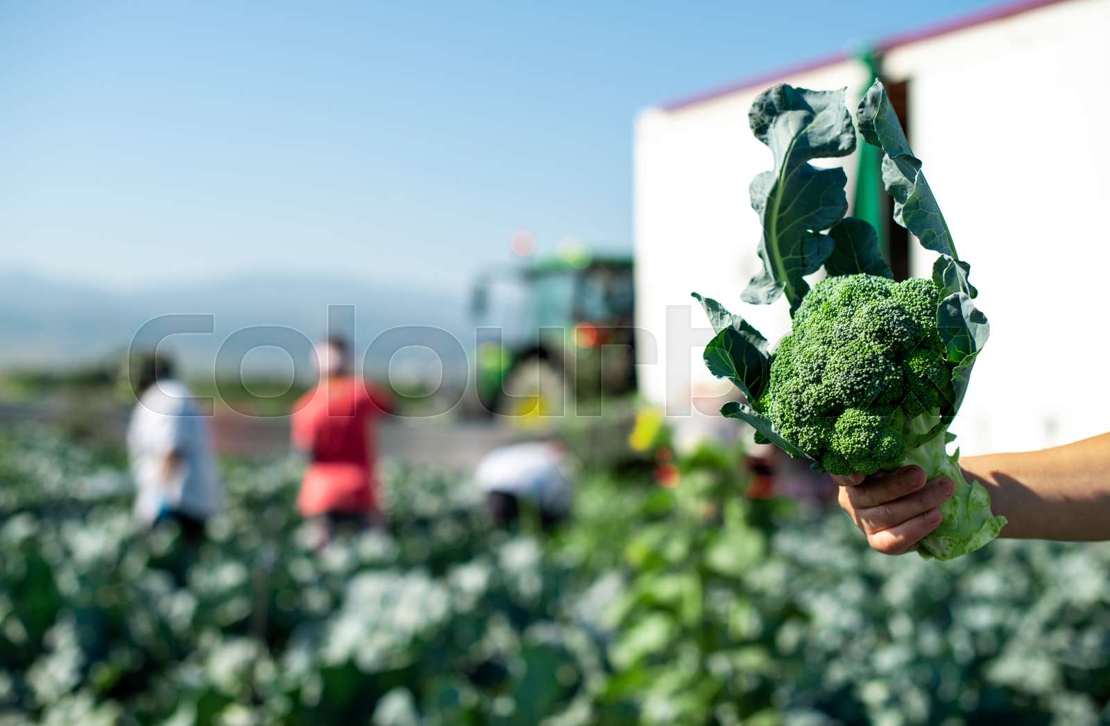 Worker shows broccoli on plantation. Picking broccoli. Tractor and ...