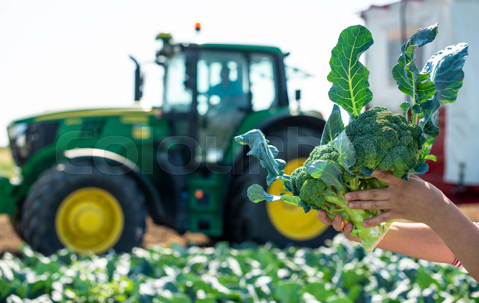 Worker shows broccoli on plantation. Picking broccoli. Tractor and ...