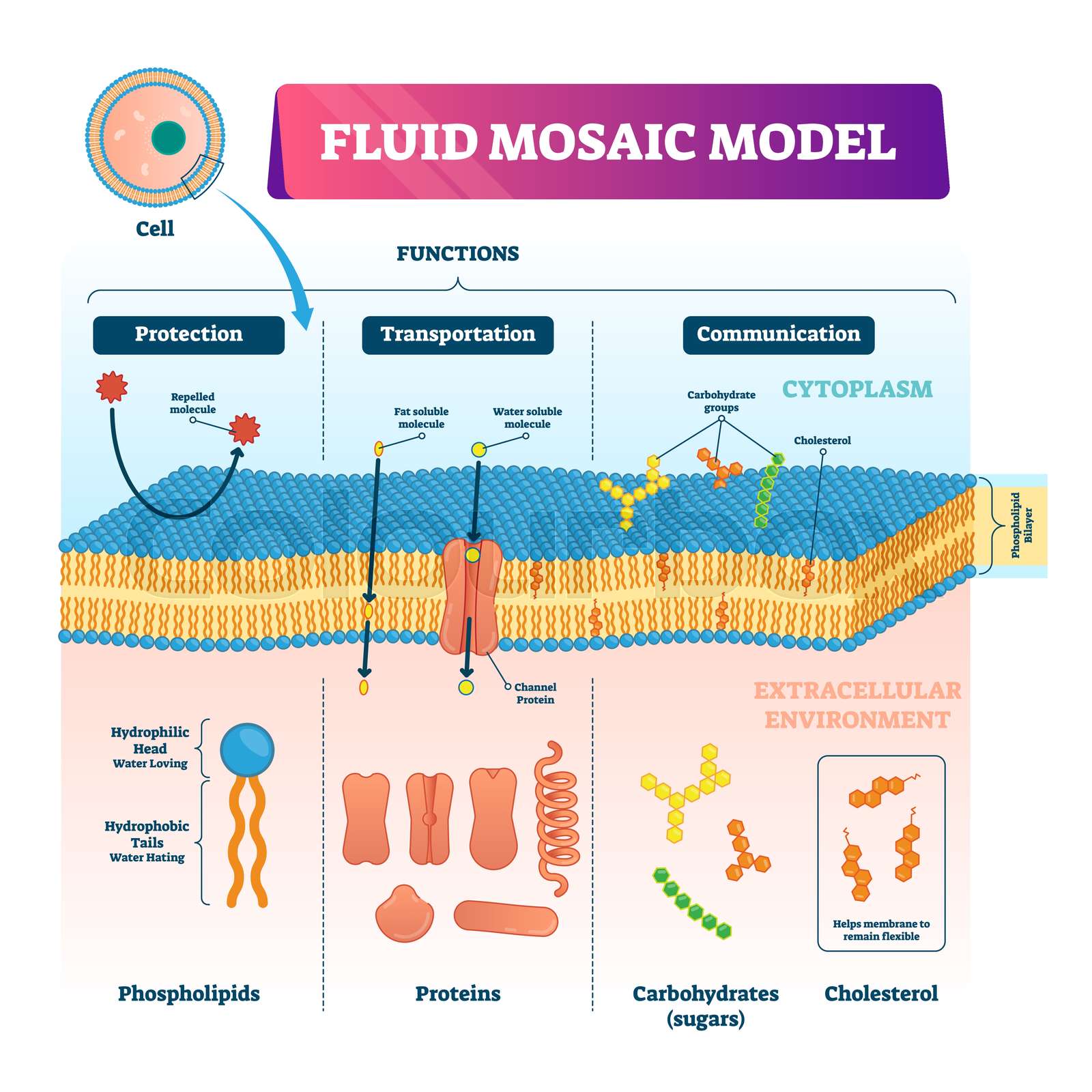 Fluid Mosaic Model Vector Illustration Cell Membrane Structure