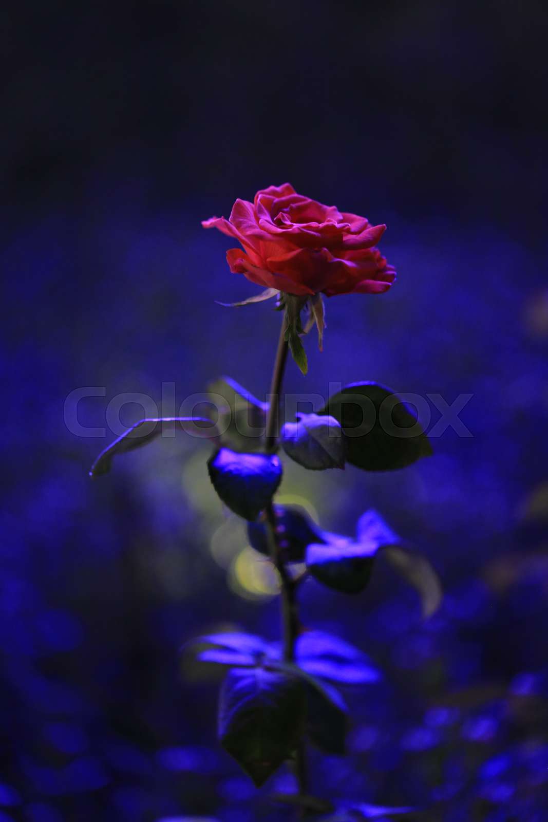 Beautiful red rose at night | Stock image | Colourbox