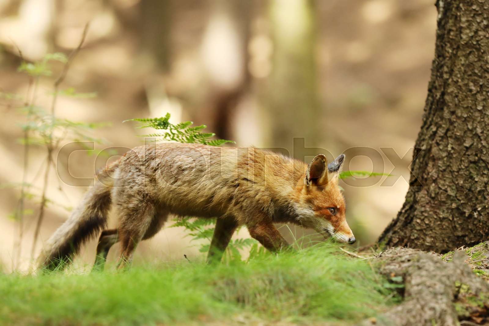 Sniffing red fox in forest in summer - Vulpes Vulpes | Stock image ...