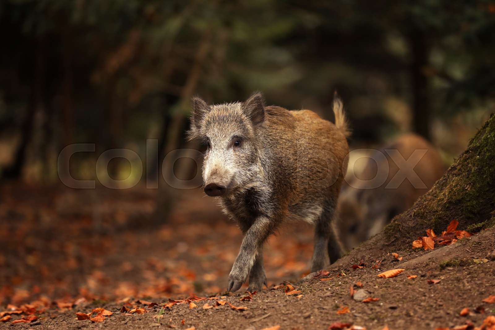 Young Wild boar, Sus scrofa, walk in autumn forest. Wildlife scene from ...