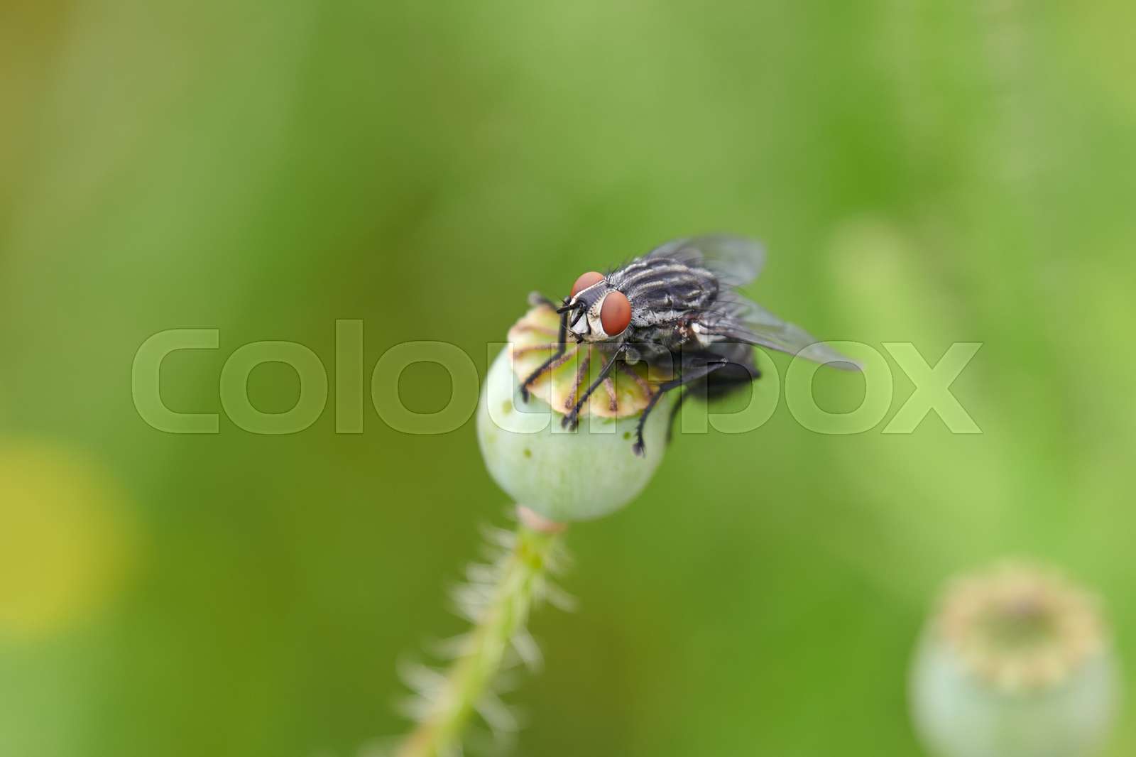 spyflue på blomsterknop, flue, insekt | Stock foto | Colourbox