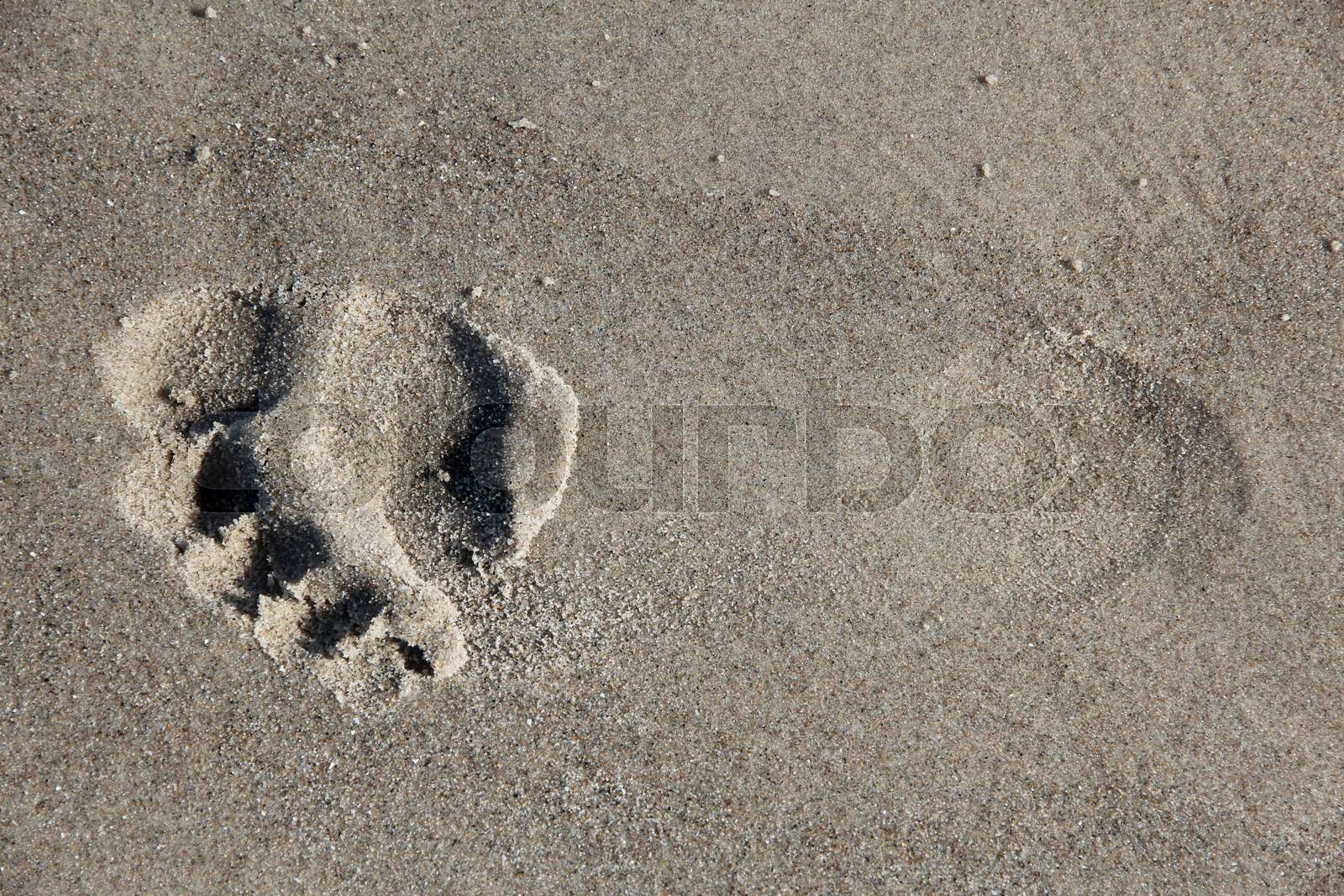 Fodspor fra bar fod i sandet | Stock foto | Colourbox