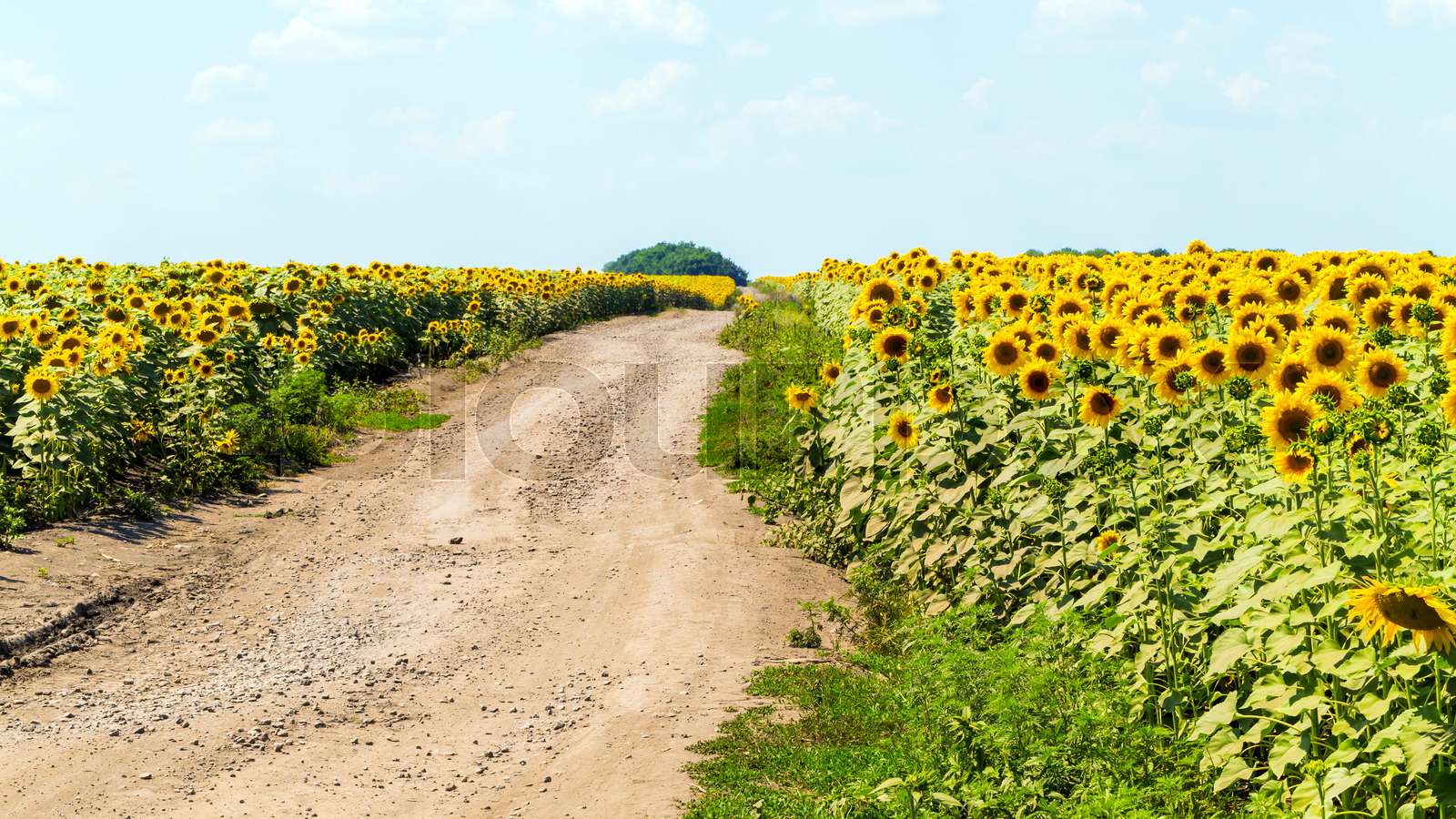 Sunflower fields landscape | Stock image | Colourbox