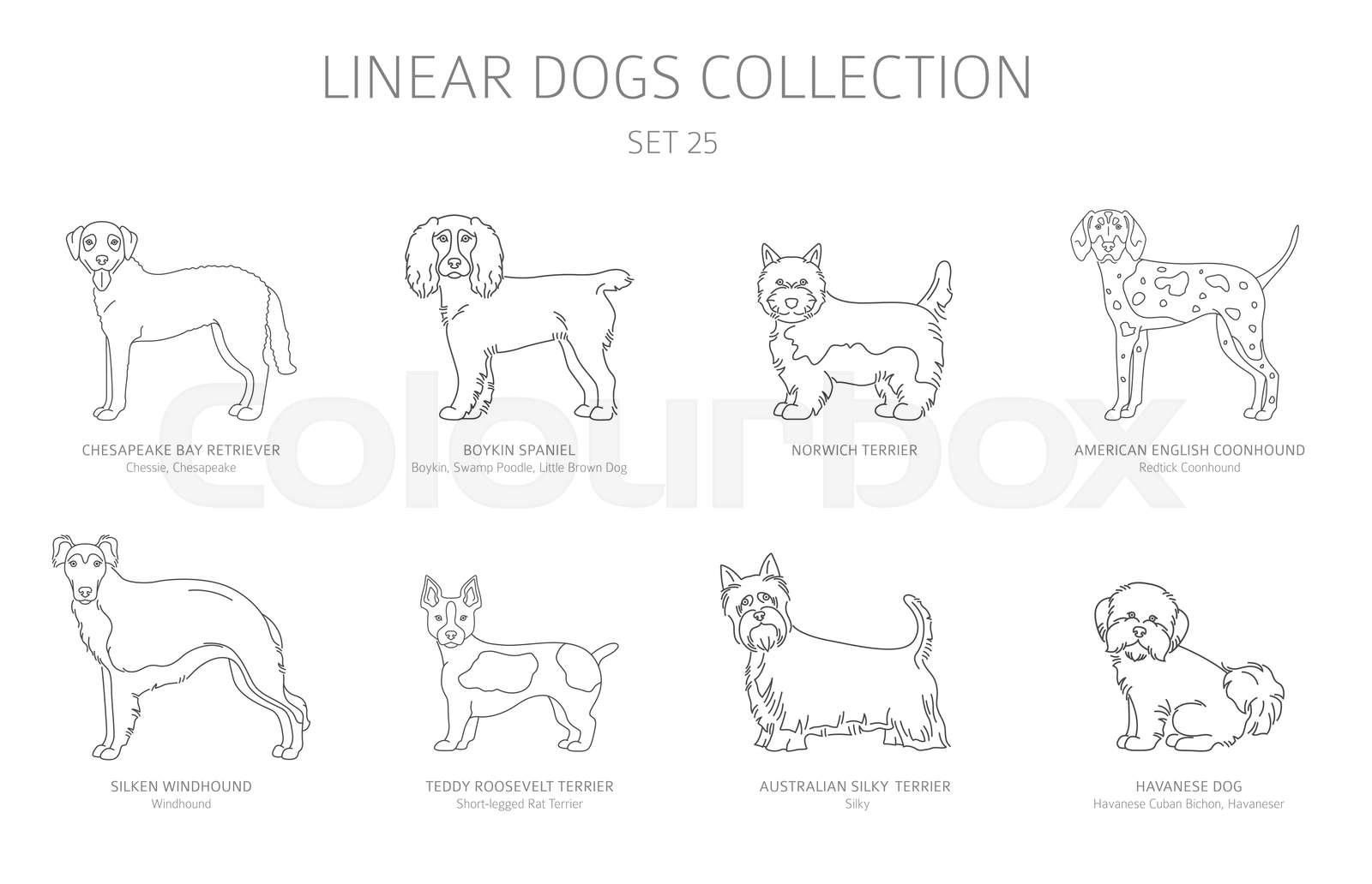Simple line dogs collection isolated on white. Dog breeds. Flat style ...