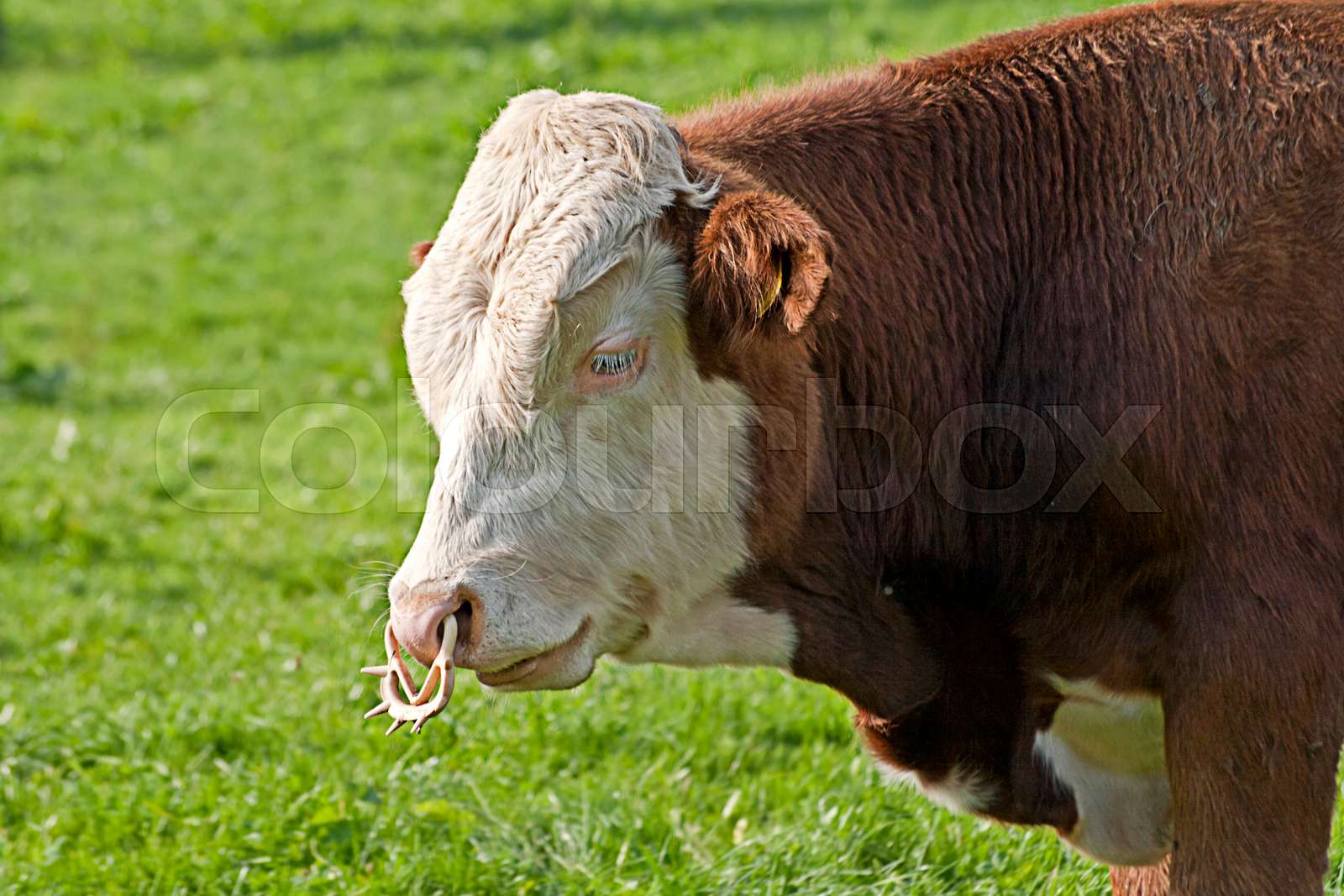 Bulle Kuh auf der Wiese | Stock Bild | Colourbox