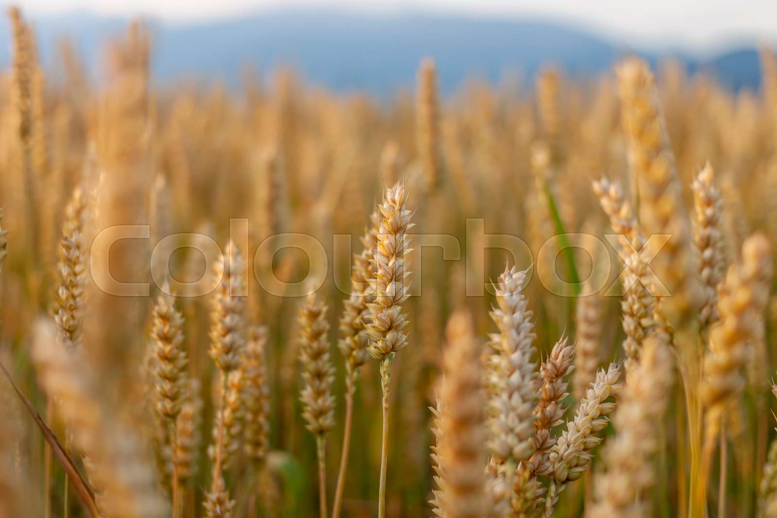 wheat yellow beautiful field with closeup spikelet | Stock image ...