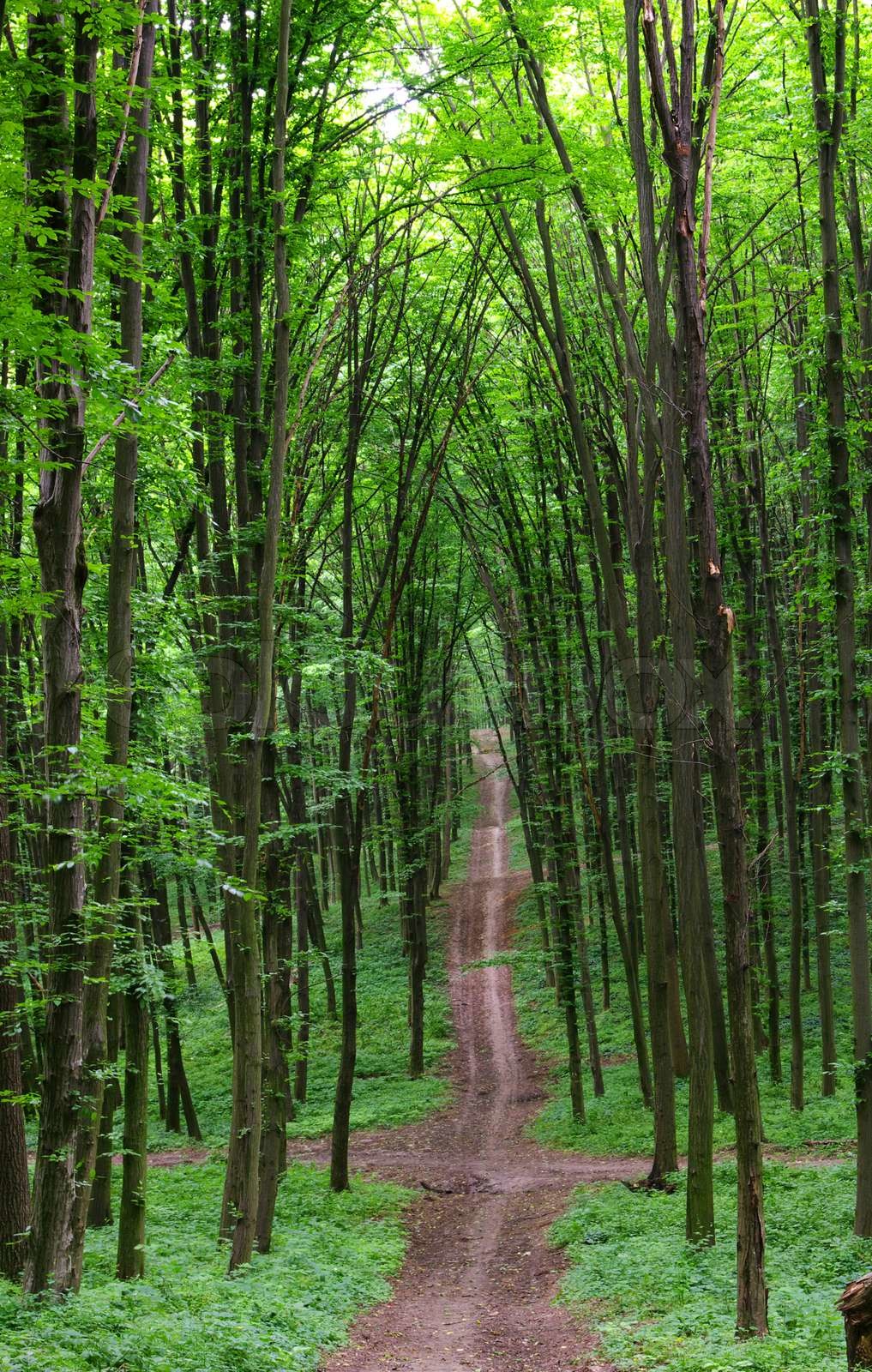 Pfad | Stock Bild | Colourbox