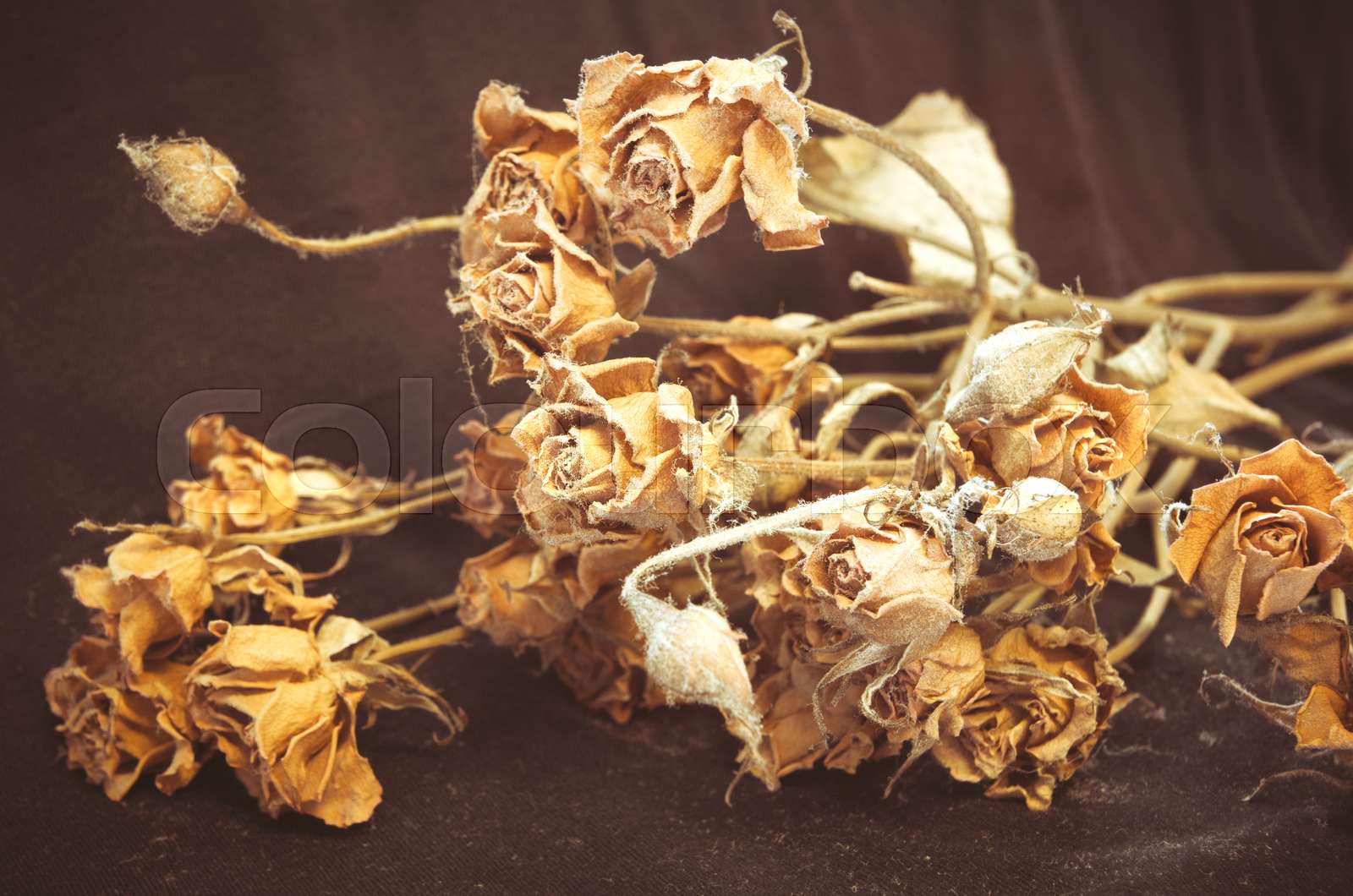 withered roses | Stock image | Colourbox