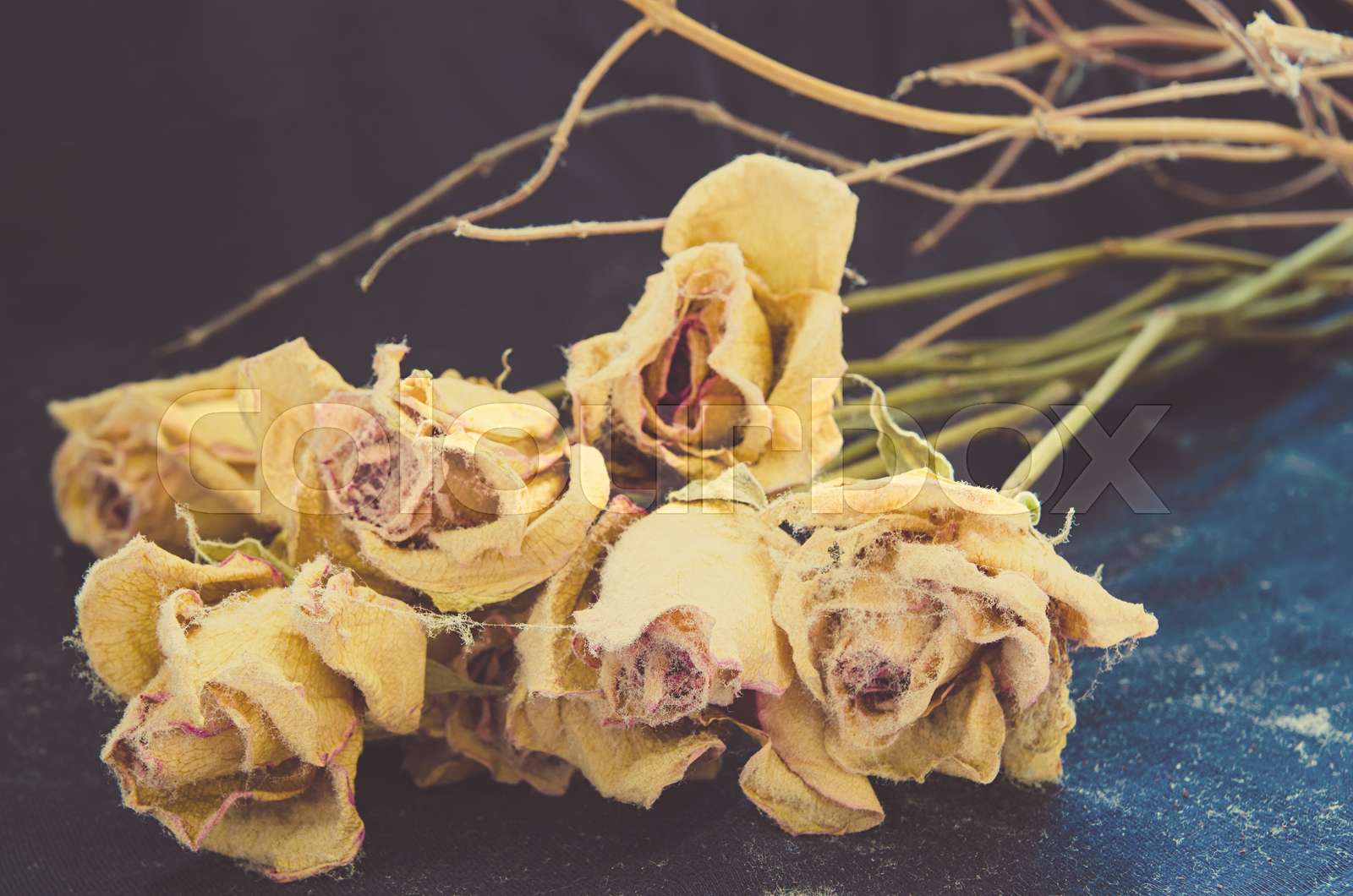 withered roses | Stock image | Colourbox