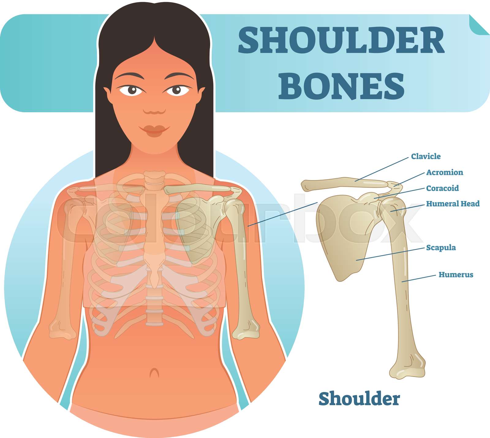 Labeled human shoulder bone anatomical vector illustration diagram ...