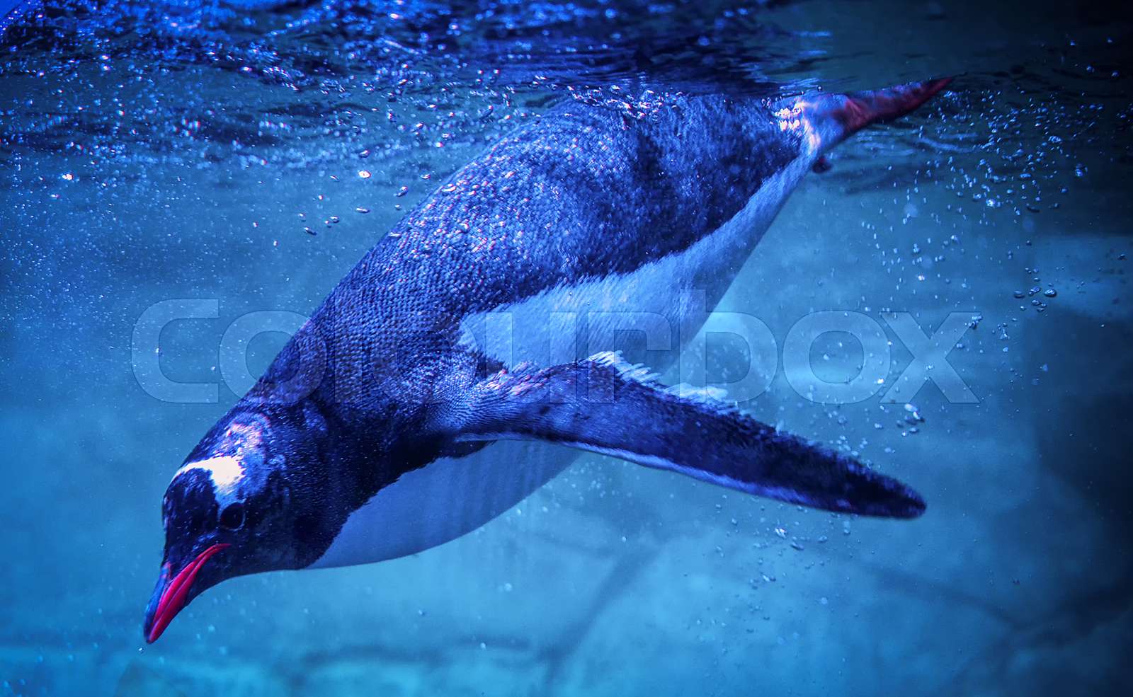 gentoo penguin swimming marine life underwater ocean | Stock image ...