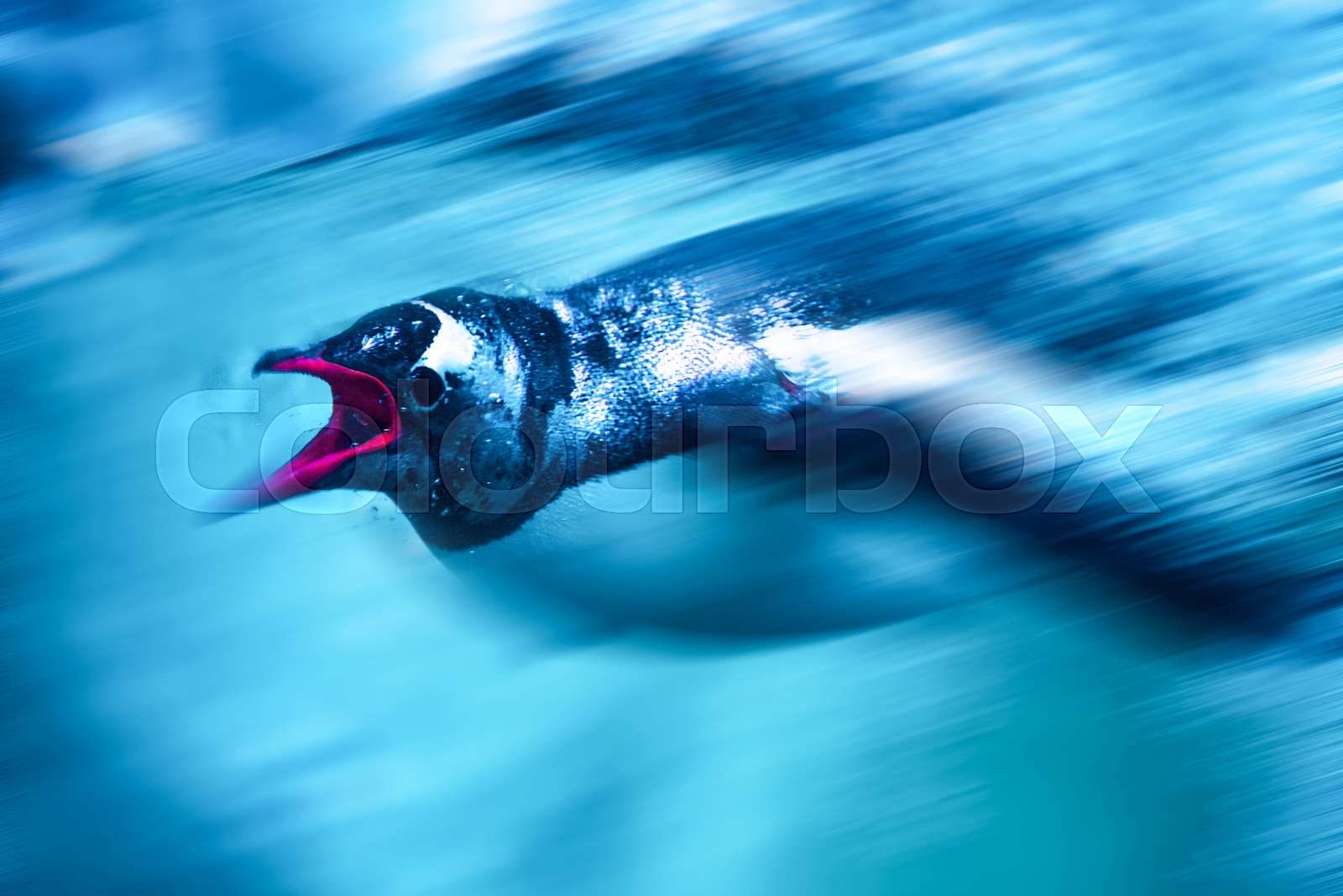 gentoo penguin swimming speed blur marine life underwater ocean | Stock ...