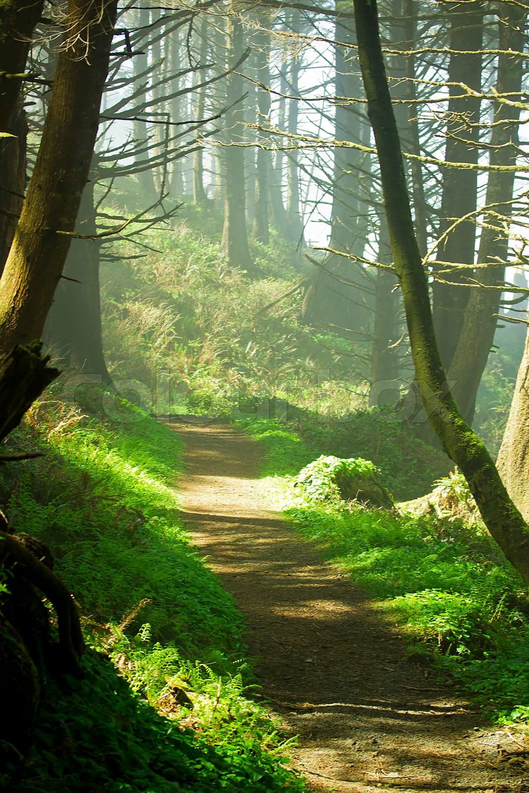 Waldweg | Stock Bild | Colourbox