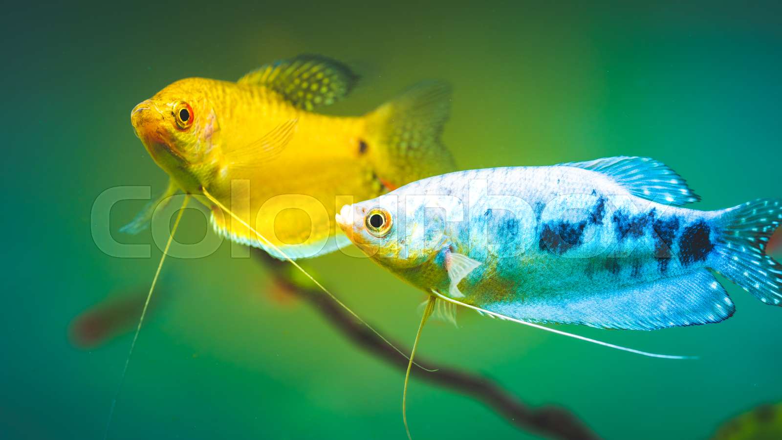 Opaline Gourami Female