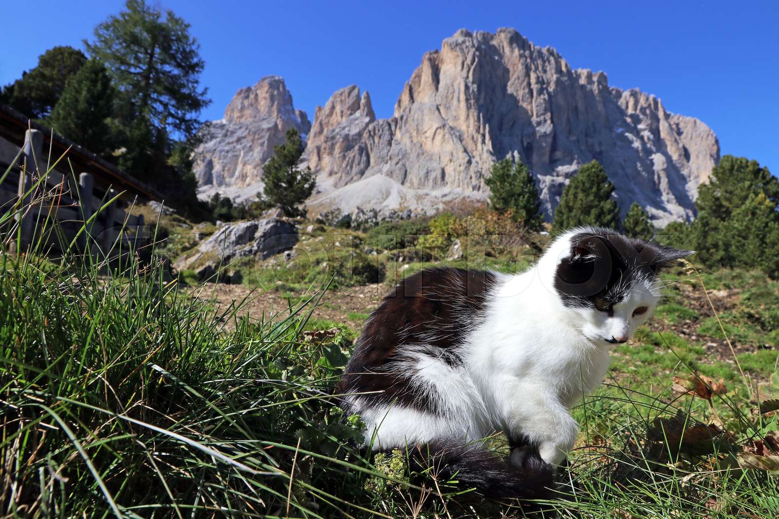 Eine kleine schwarz-weiße Katze im Gebirge. Eine Katze in den Dolomiten ...